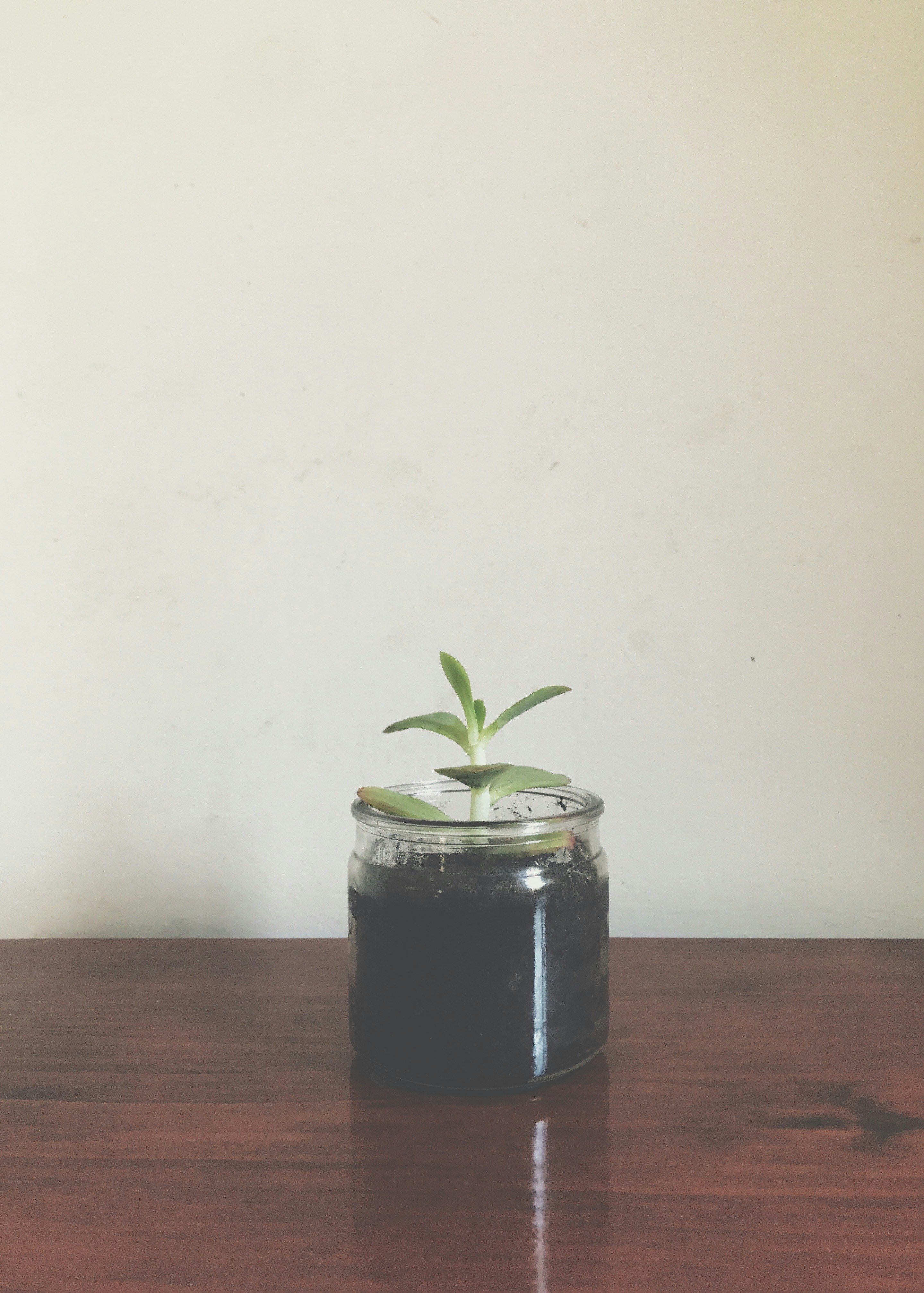 Sprout in Glass: A Quiet Green Emerges on a Wooden Table