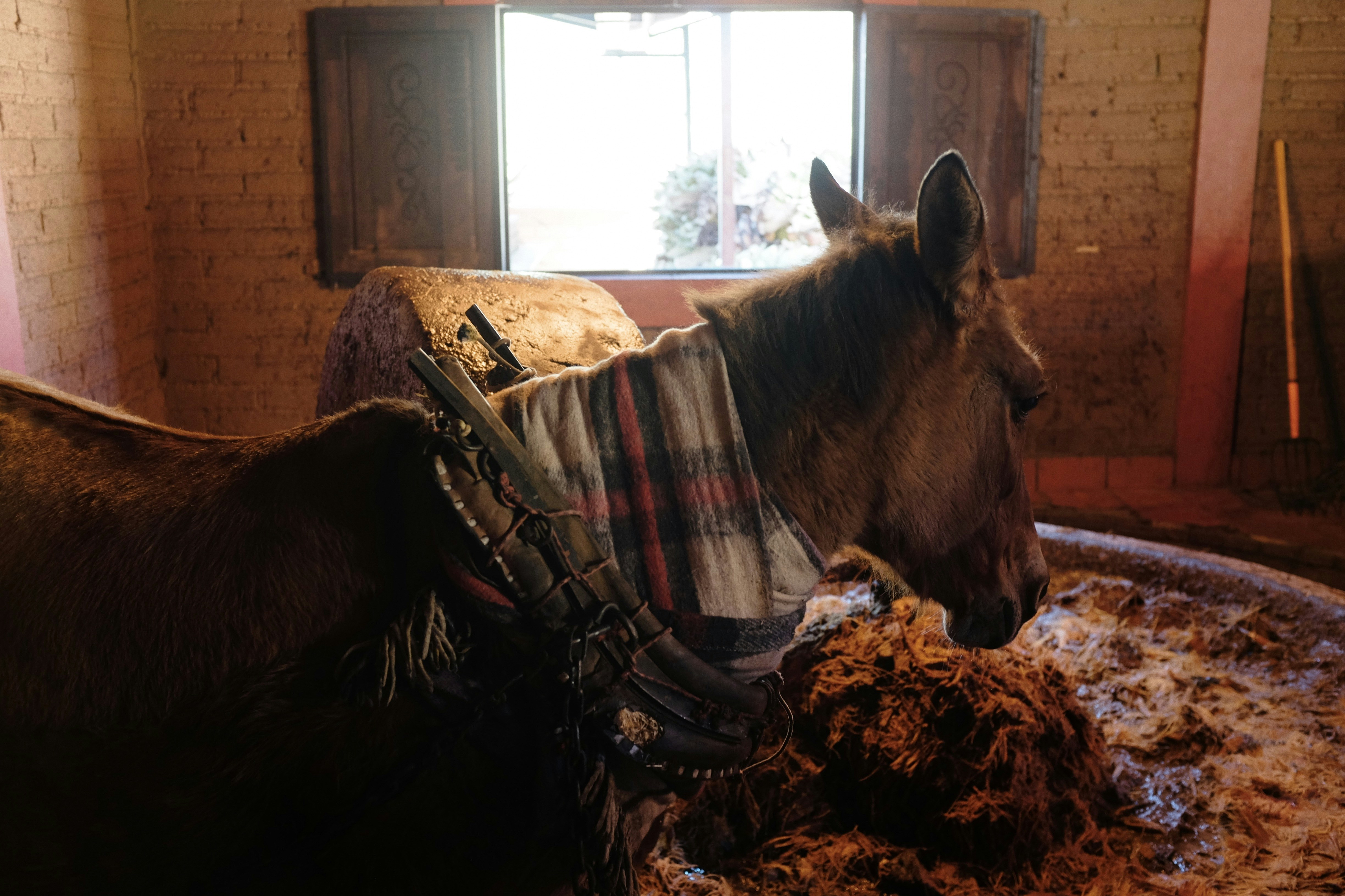 two donkeys in a barn with a blanket on their backs