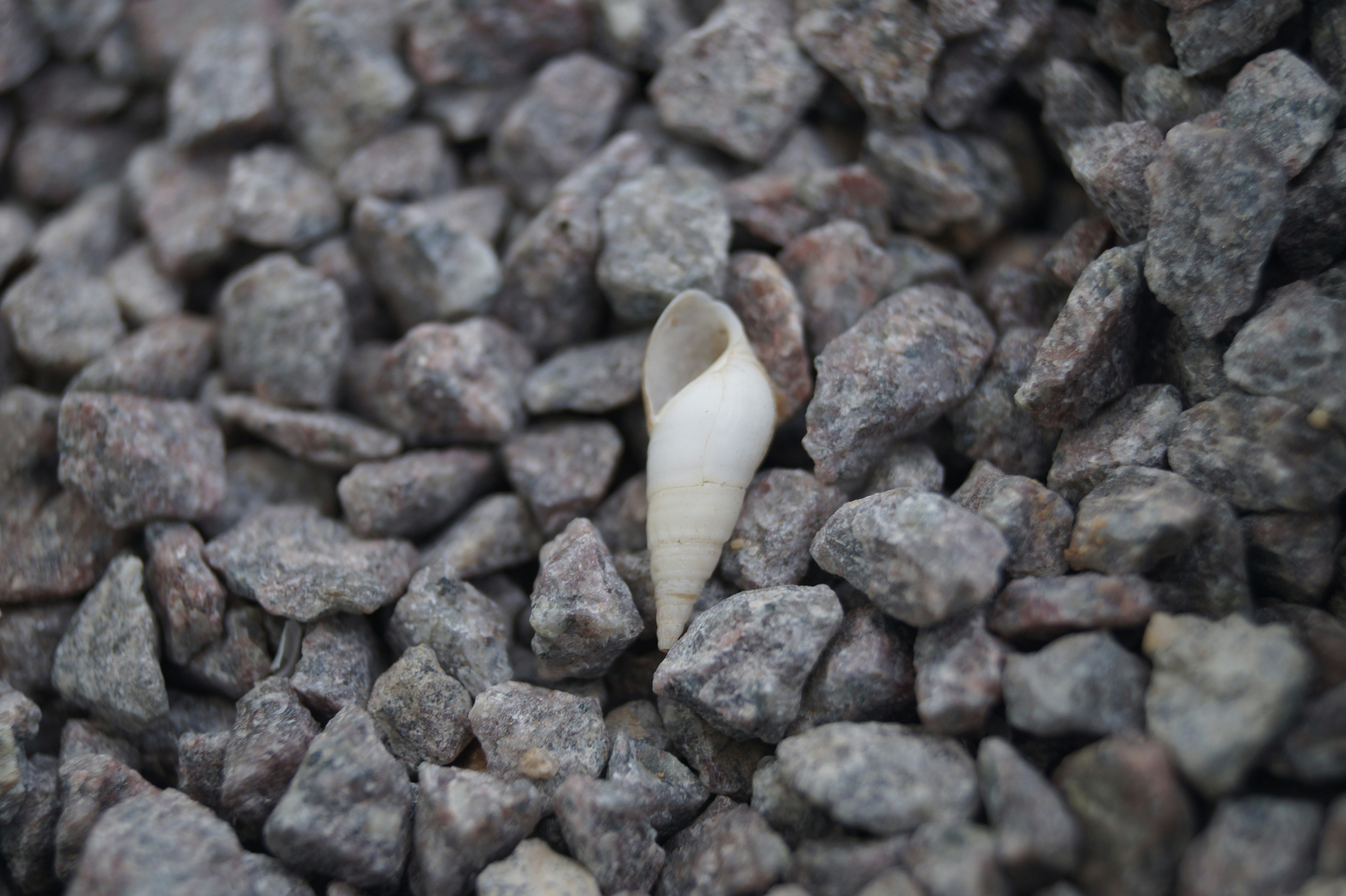 Solitary Spiral on a Quiet Gravel Canvas