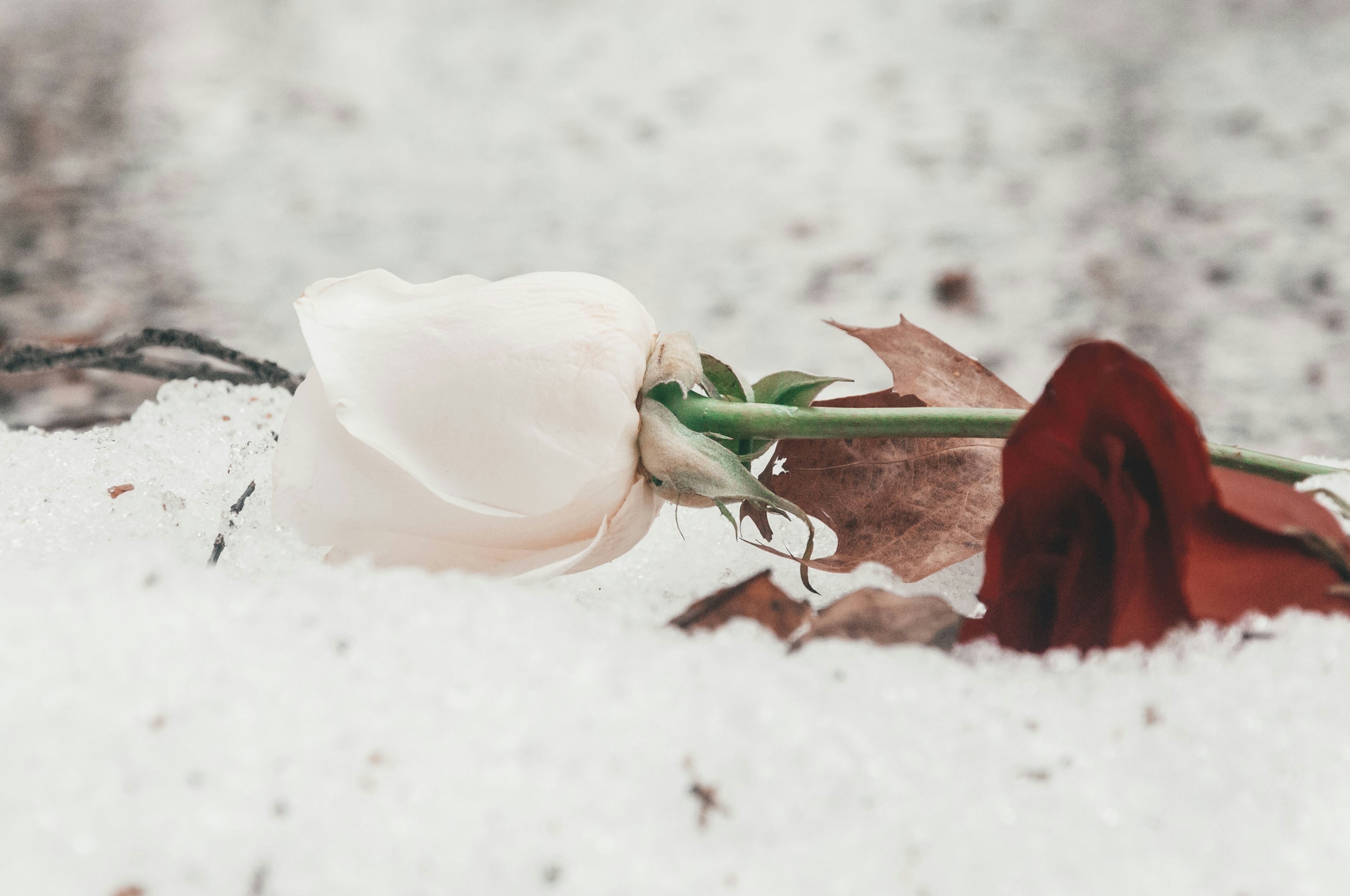 Review of "A Peace Reader" - by Matthew R. Peterson