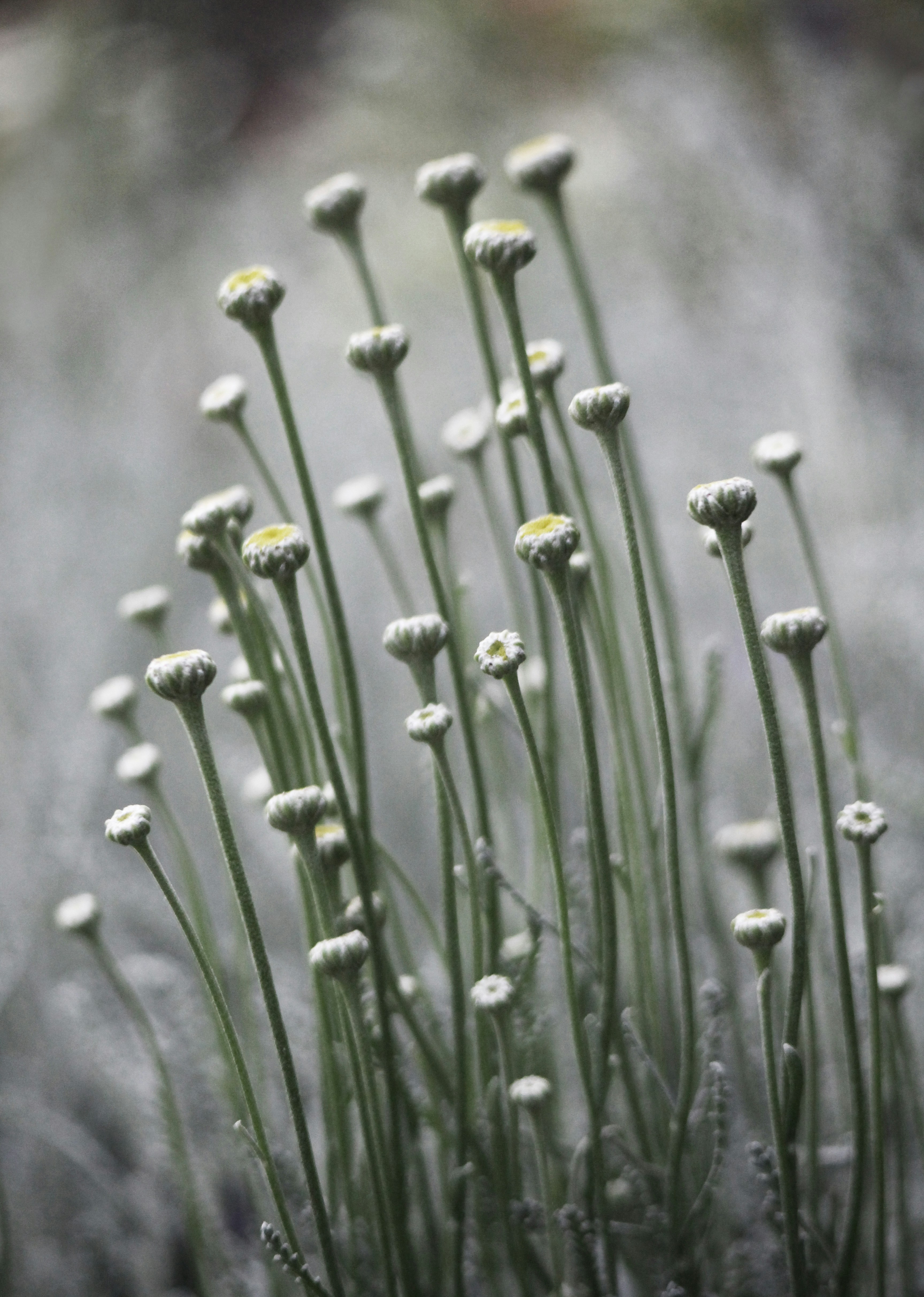 Whispering Buds: Close-Up of Frosted Stems