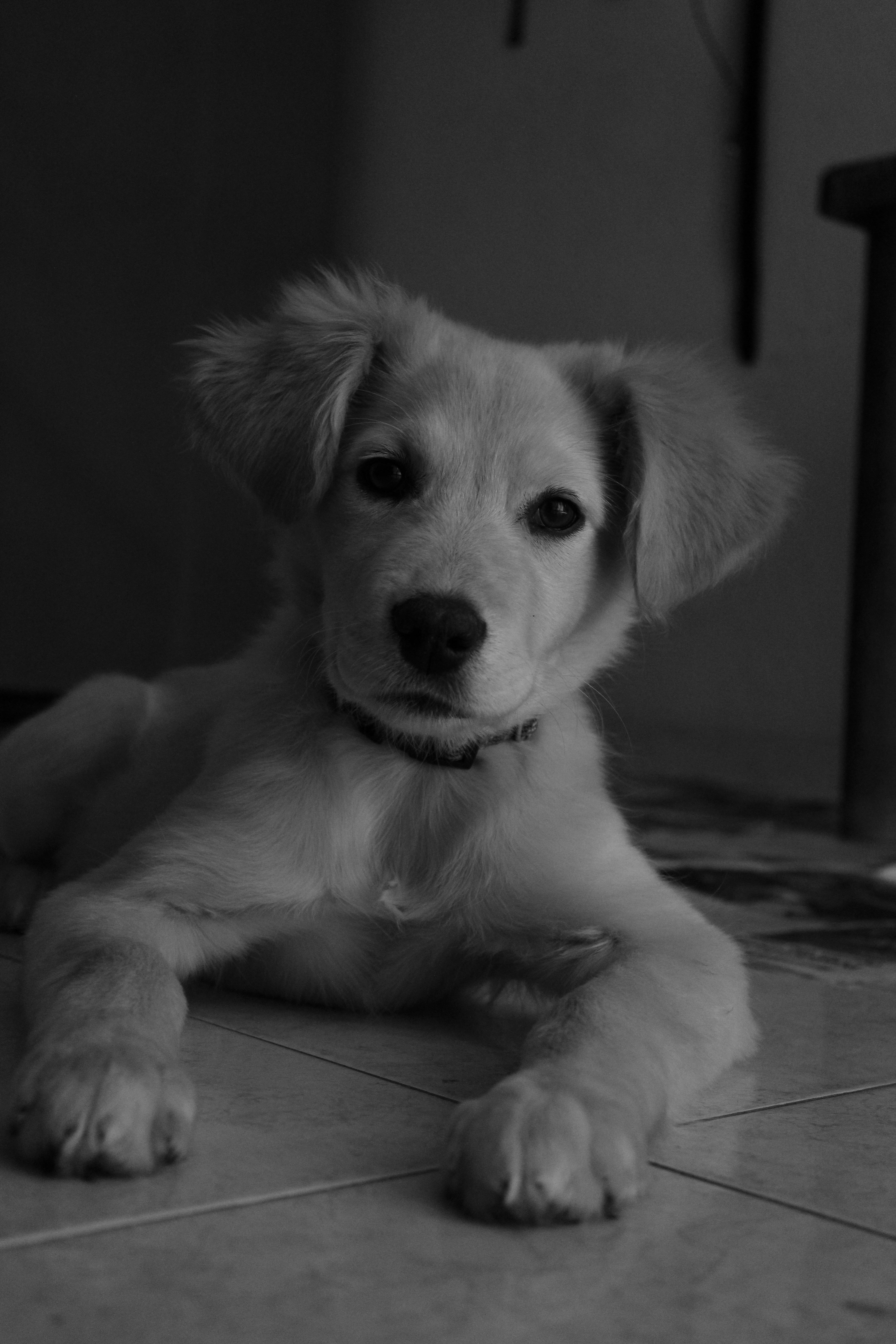 Low-angle lullaby: a curious puppy framed by tile shadows