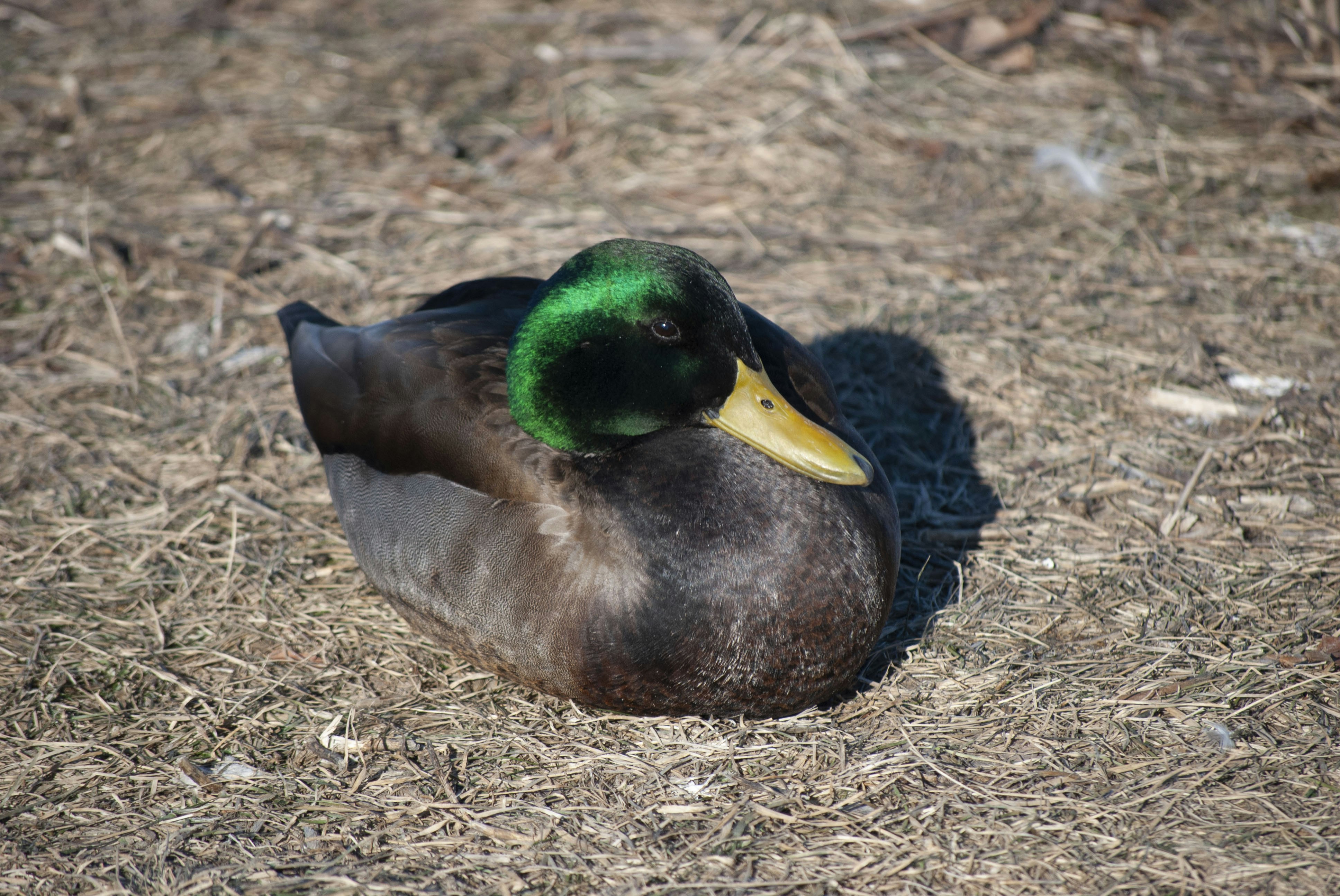 Emerald-Headed Mallard Resting on Sunlit Gravel