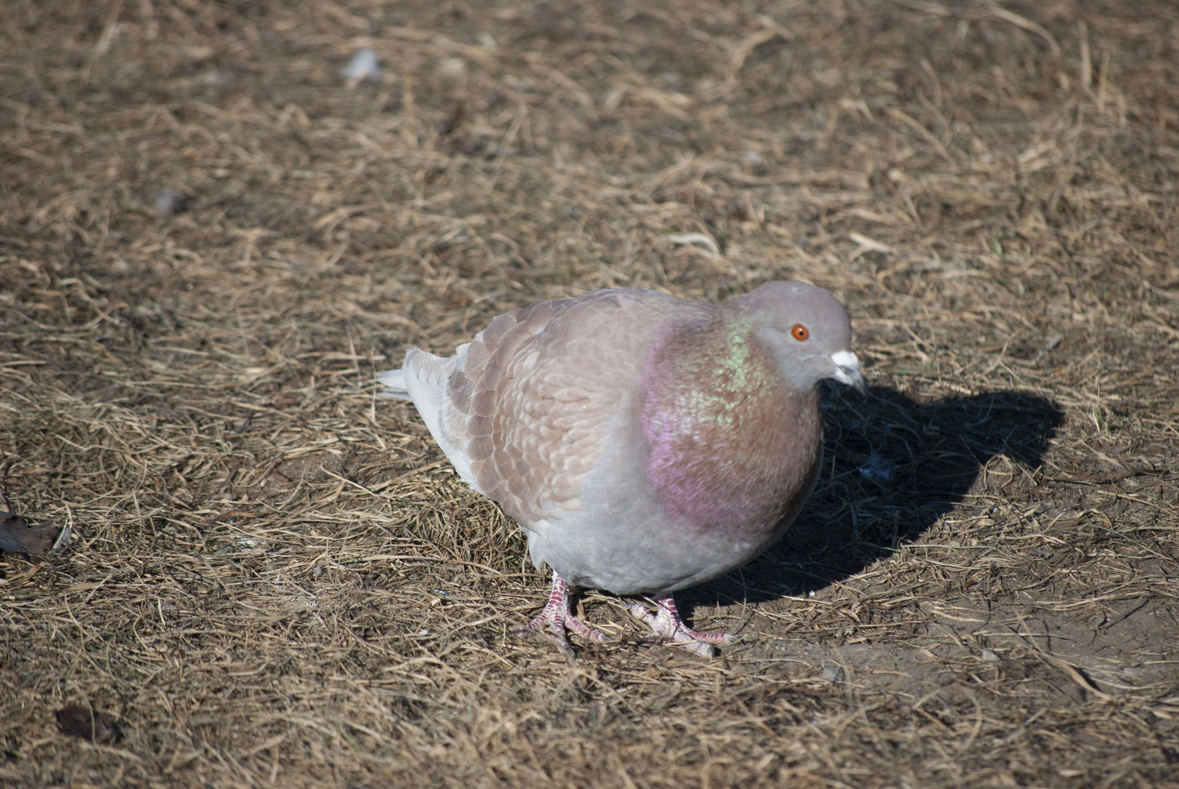 Rare Pink Rock Pigeon scavenges for Food