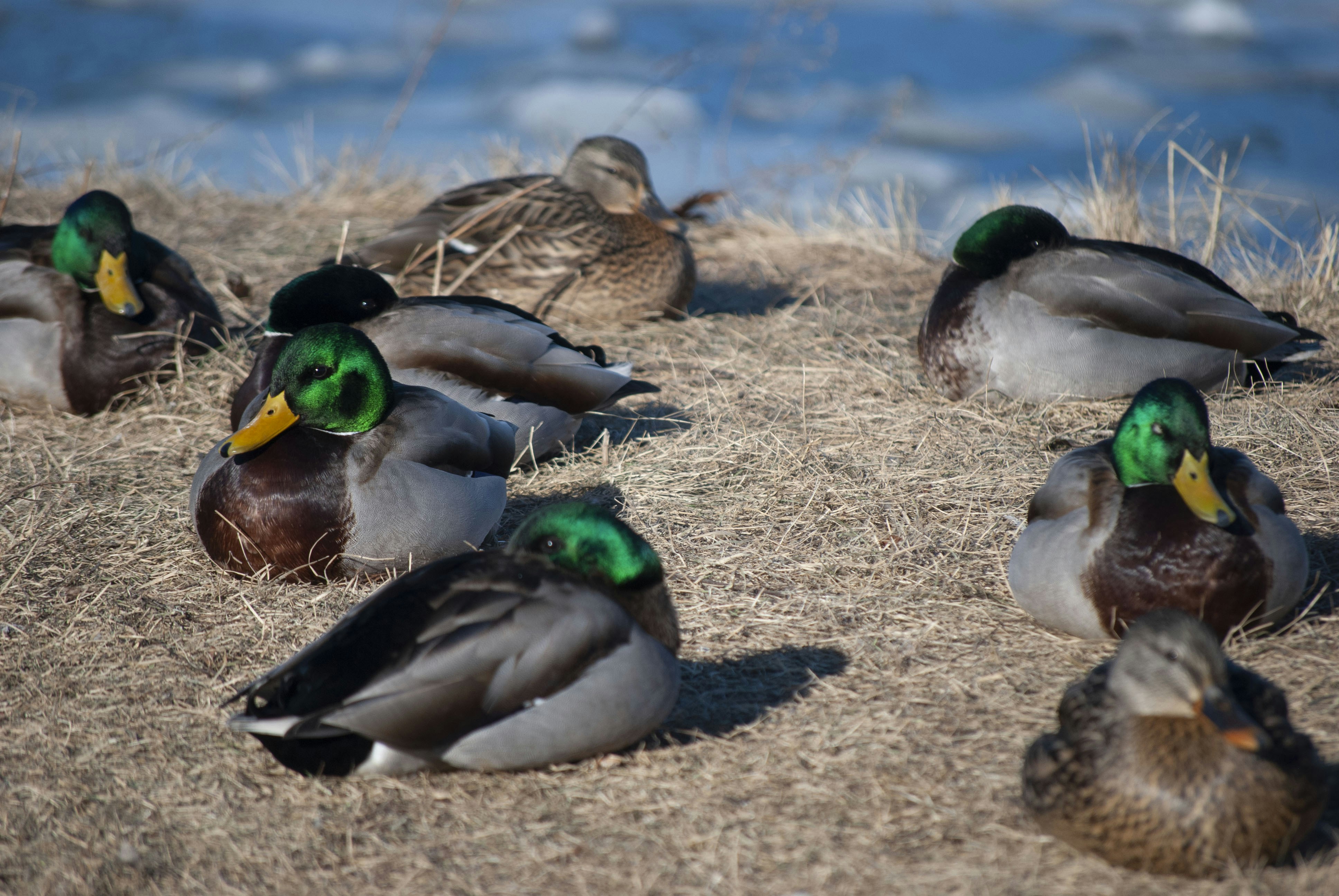 Group of mallard ducks resting on dry grass near a frozen lake, showcasing their vibrant plumage and tranquil environment.