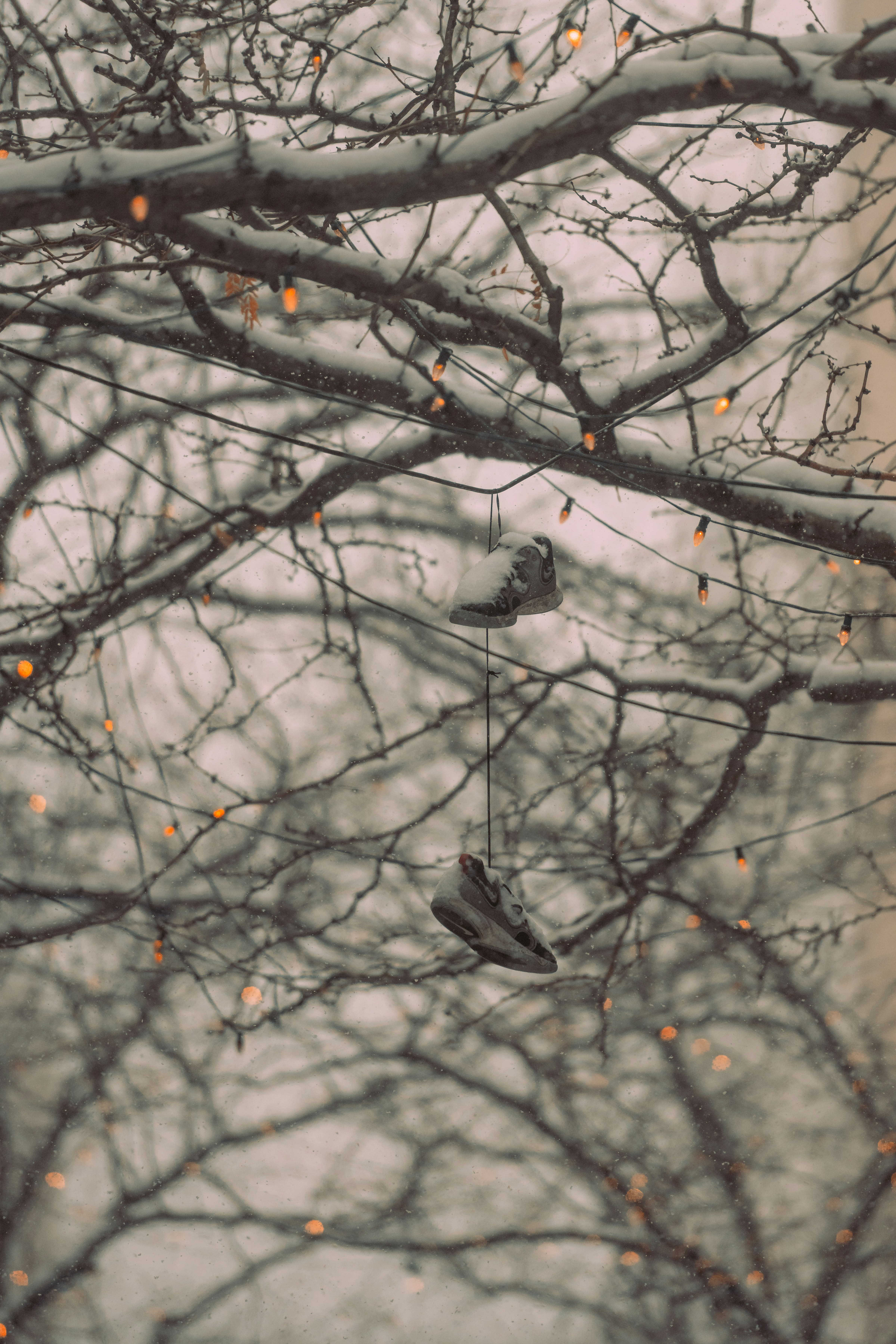 A pair of shoes hanging from a tree branch photo – Free Denver Image on ...
