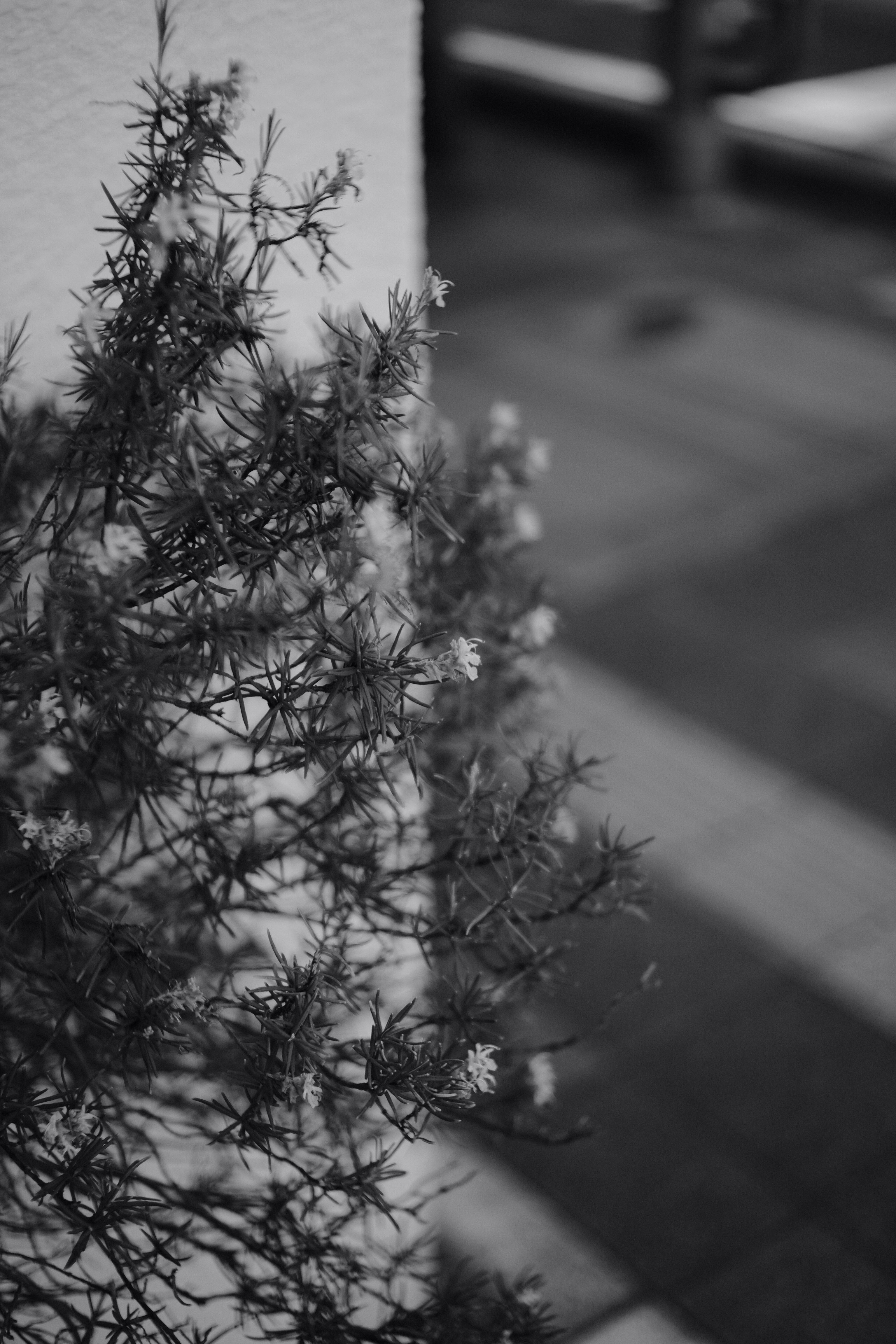 Delicate plant with small flowers contrasts with a textured urban surface, highlighting the harmony between nature and architecture.