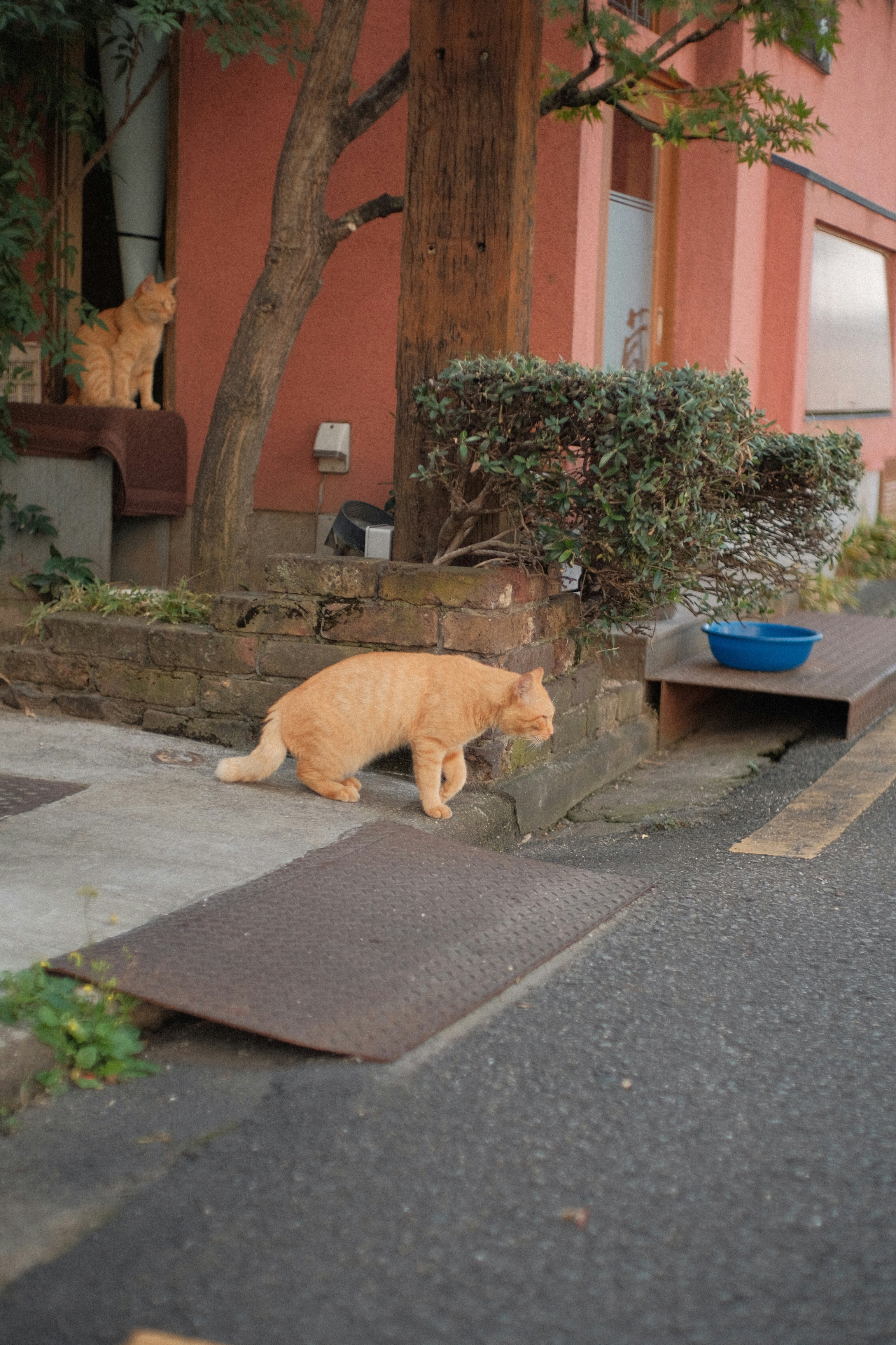 Amber Cat Patrols a Sunlit Brick Stair in a Quiet Urban Courtyard