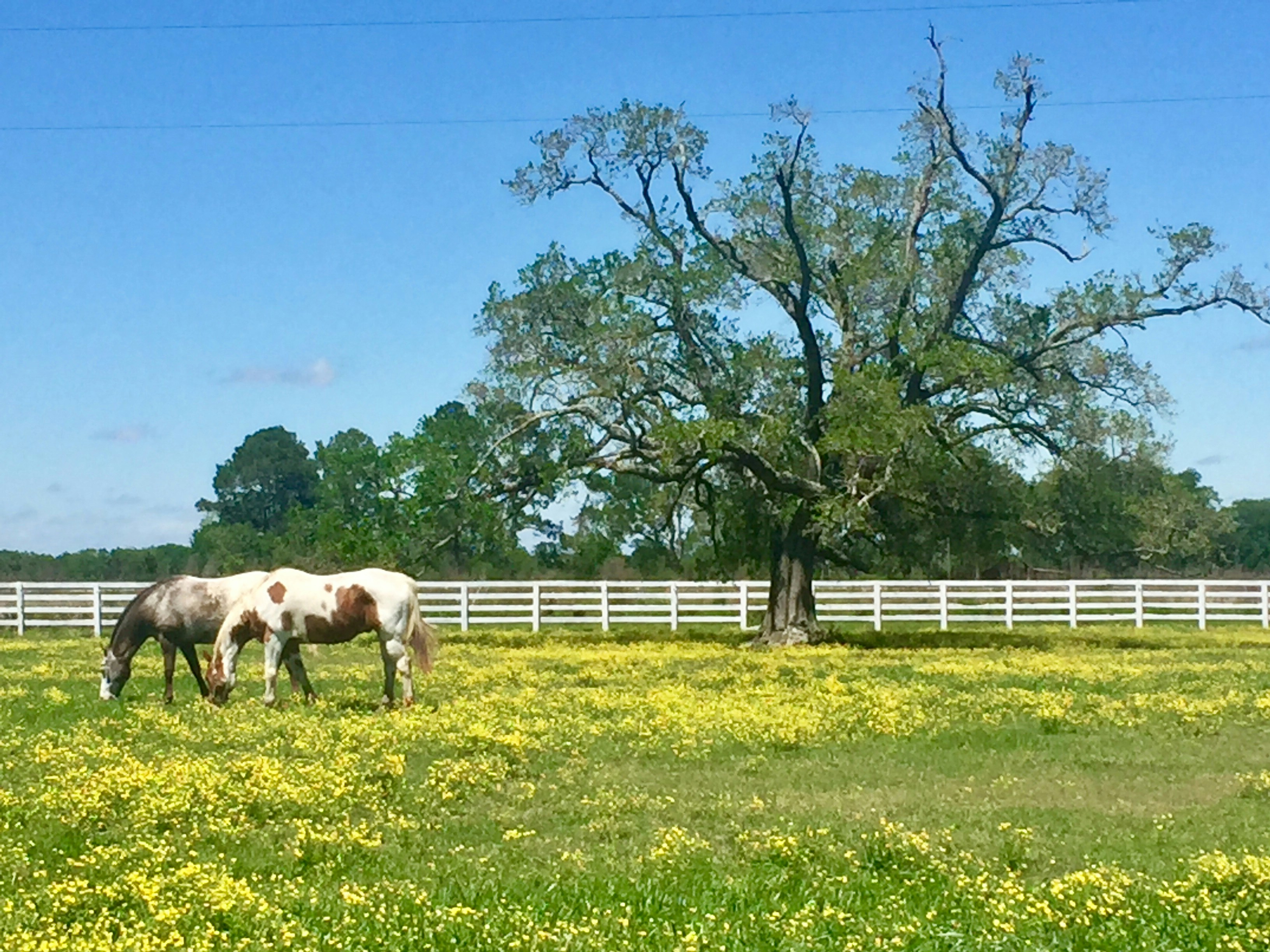 HD photo by Rachel Burns