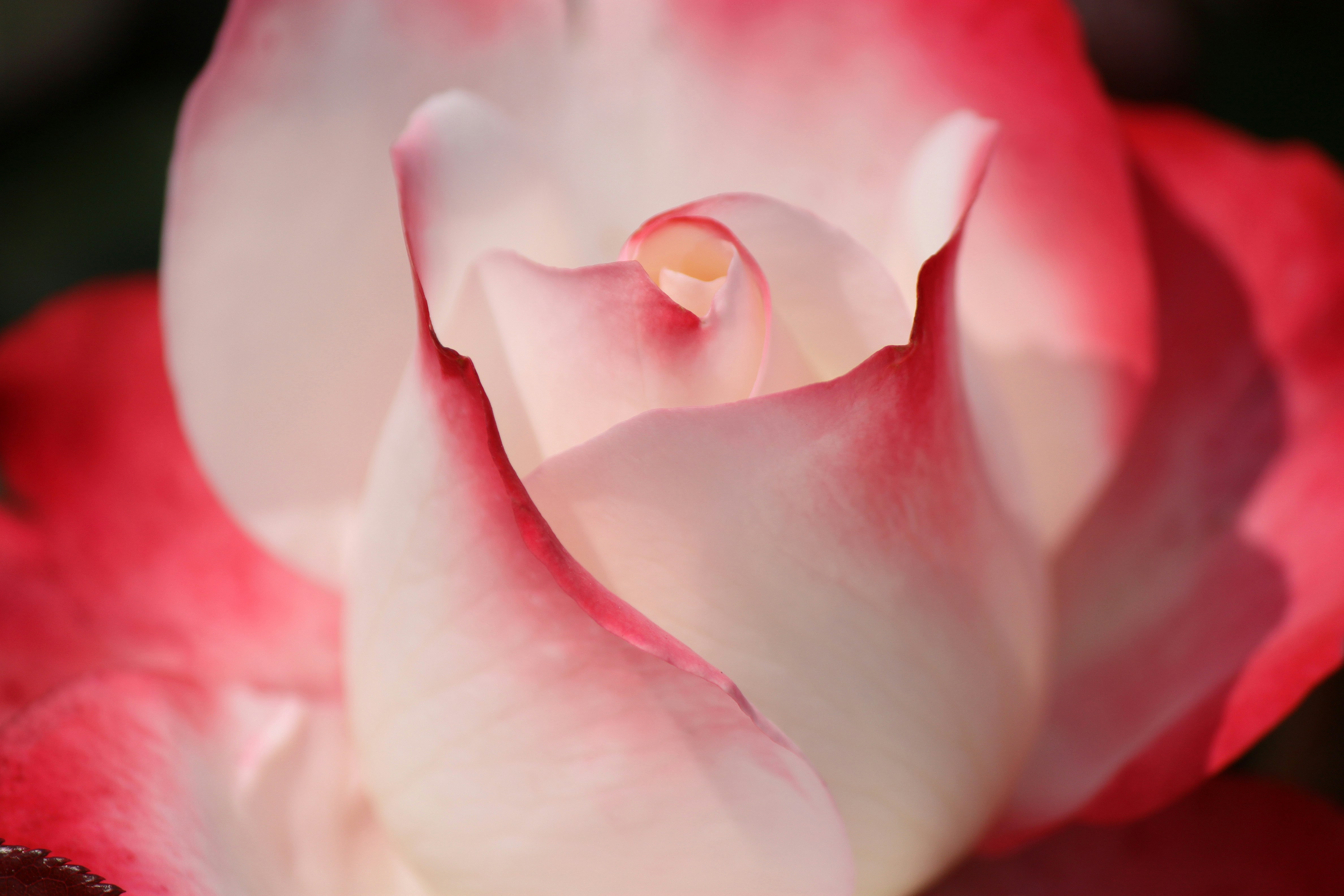 Close-up of a delicate rose with soft pink and white petals, showcasing intricate textures and natural beauty.