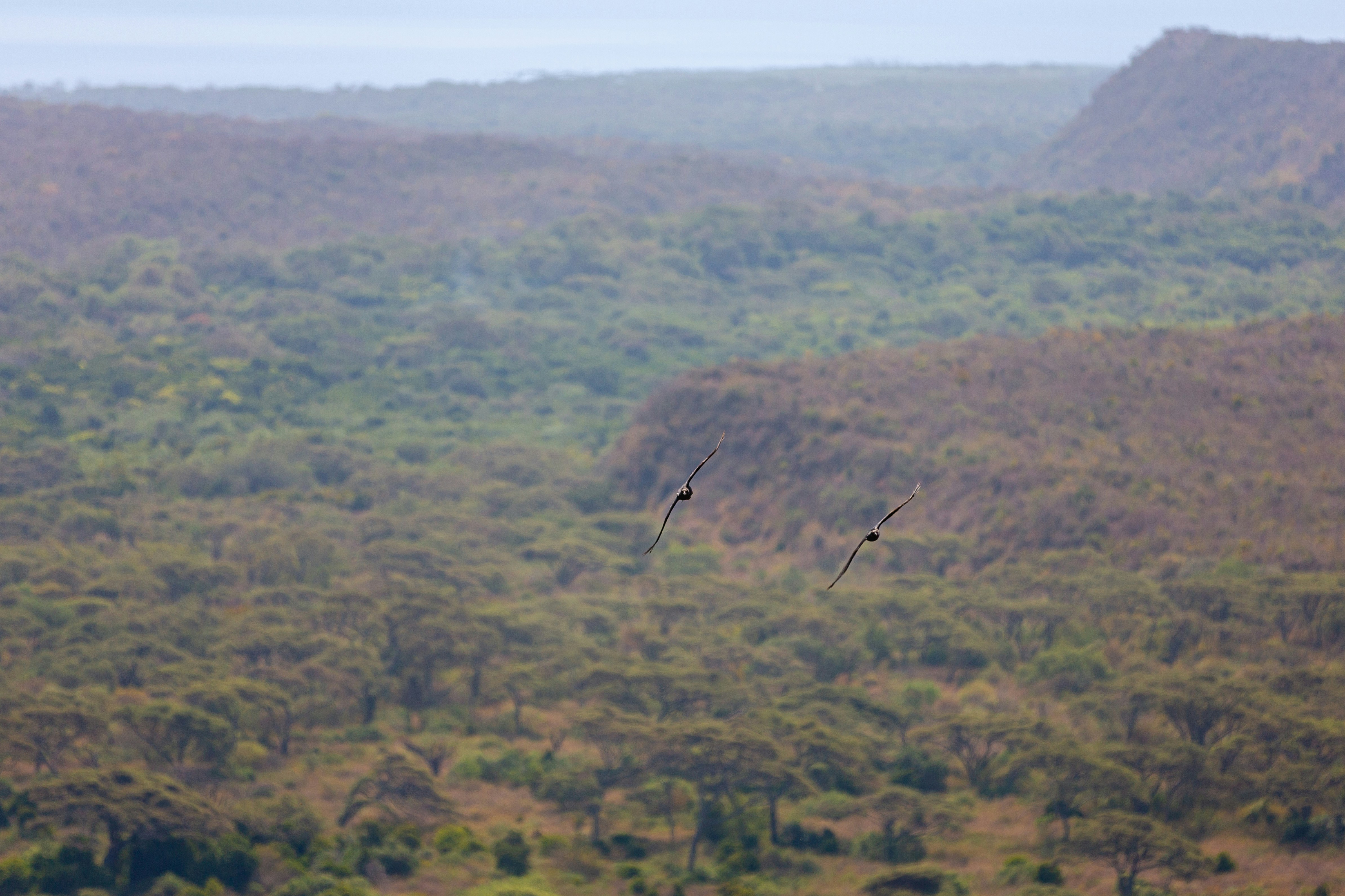 Un couple d’oiseaux survolant une colline verdoyante photo – Photo ...