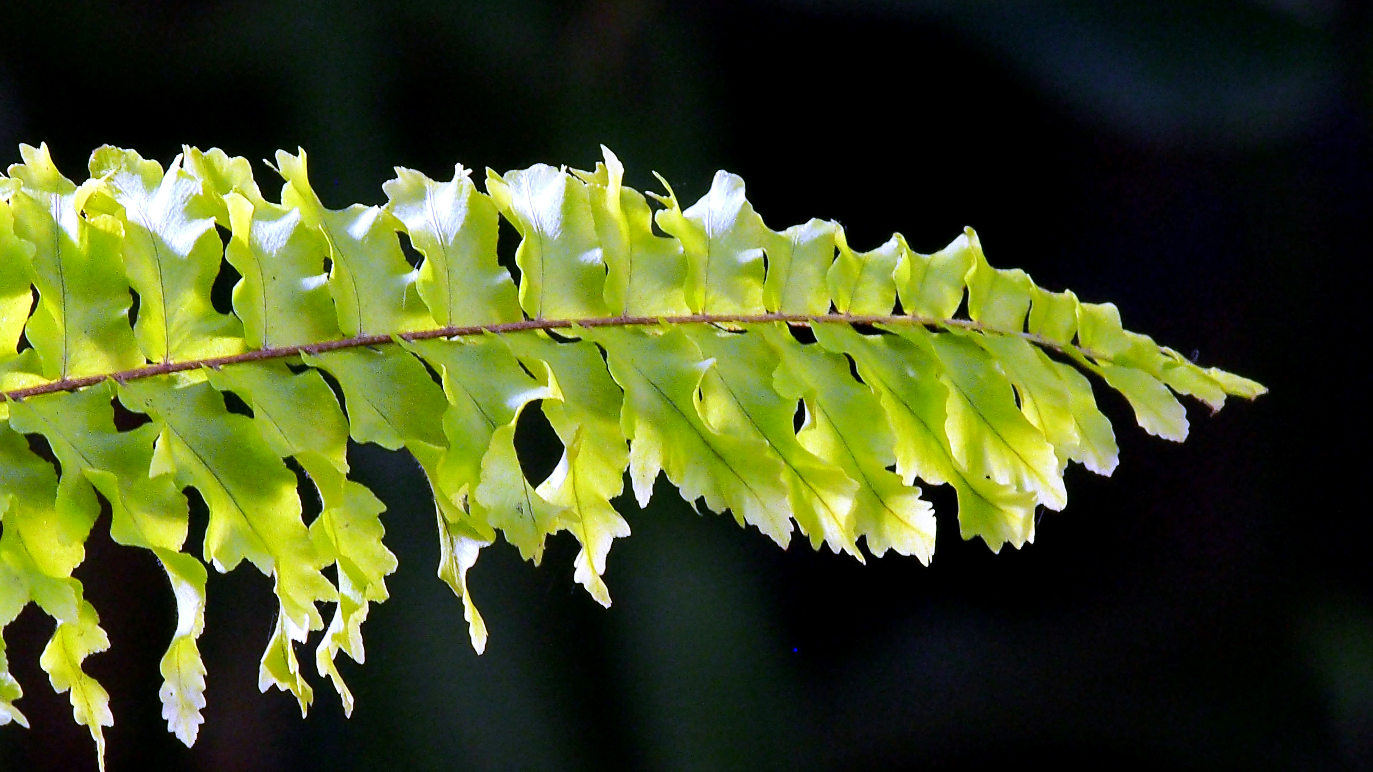 Neon Fringe: A Fern Edge Emerges from Velvet Darkness