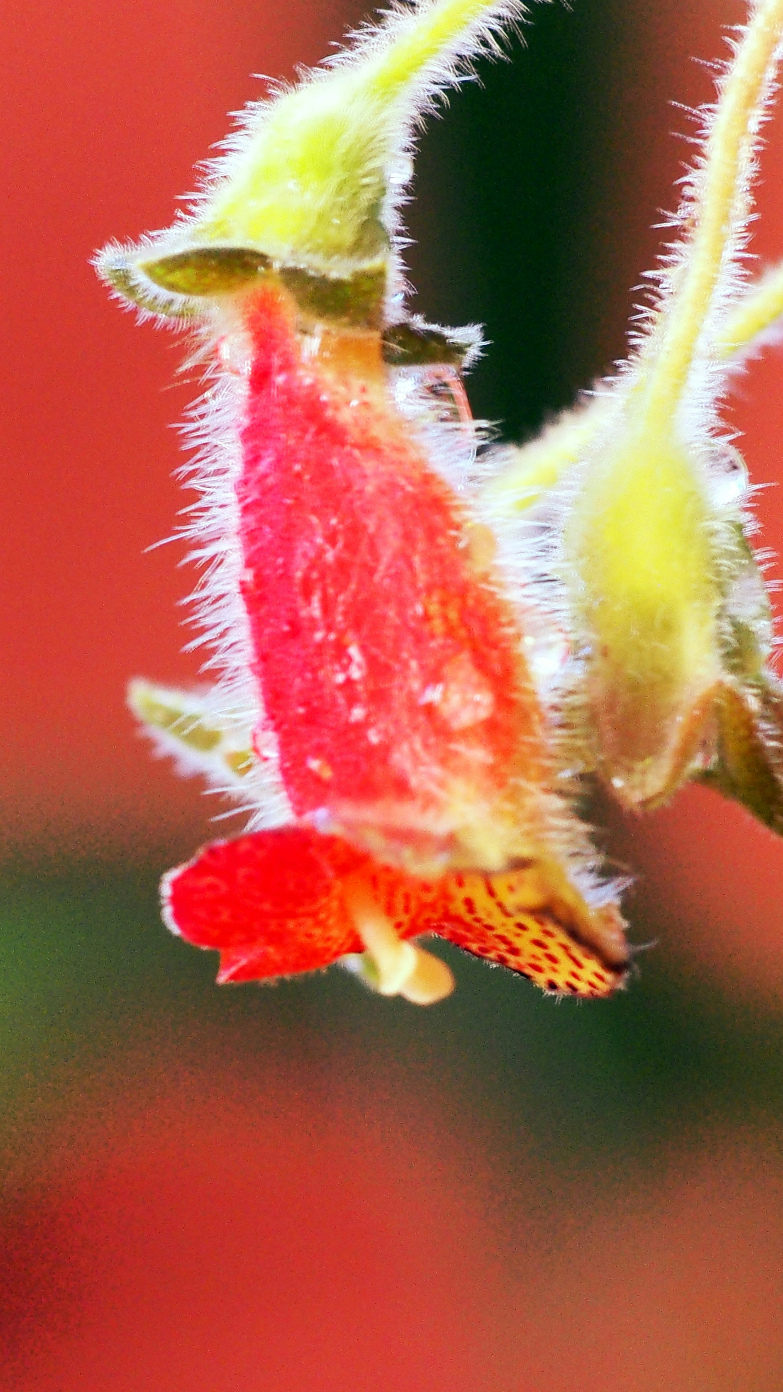Crimson Hair: a macro portrait of a fuzz-coated blossom