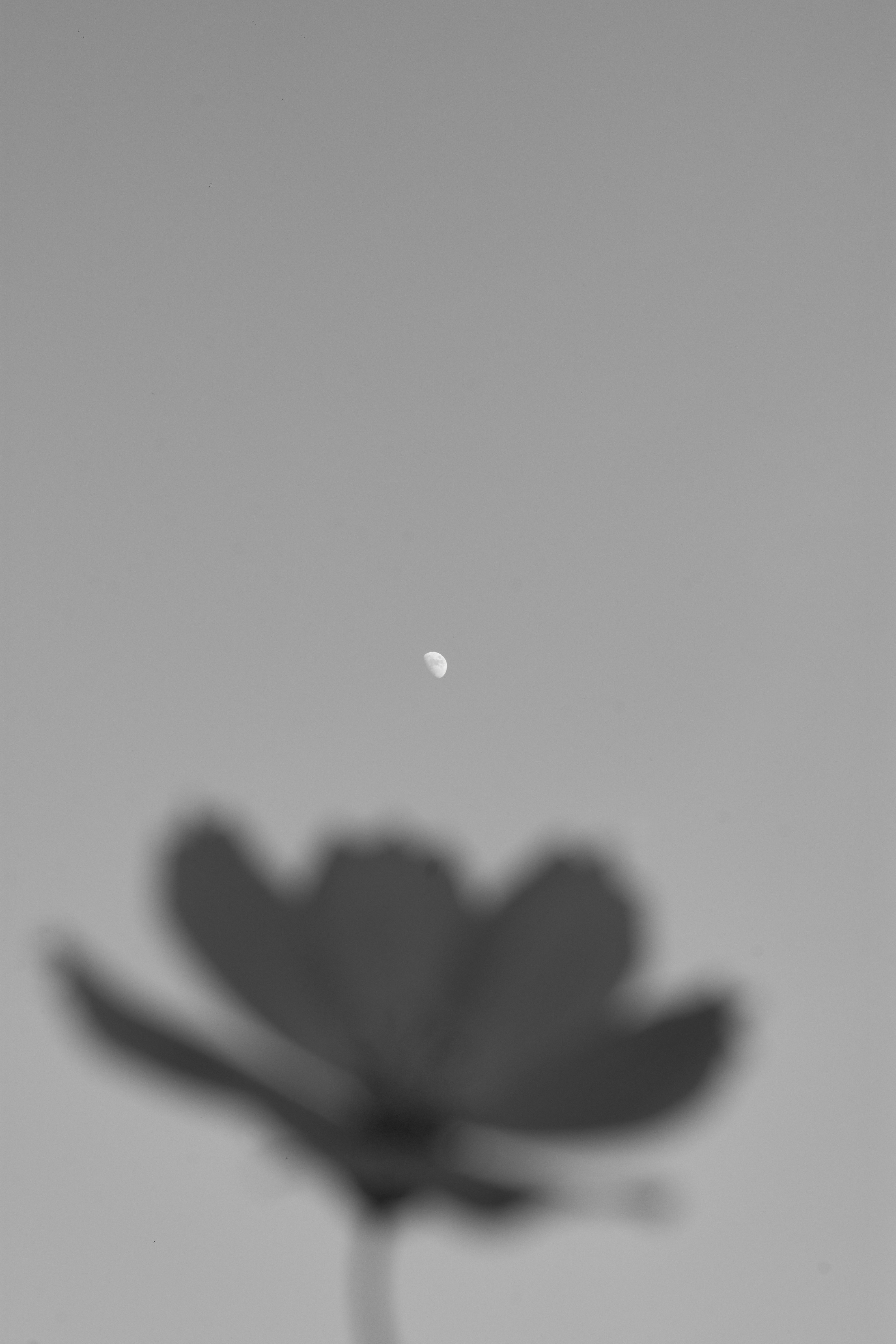 A delicate flower silhouette with the moon softly glowing in the background, creating a serene contrast in black and white.
