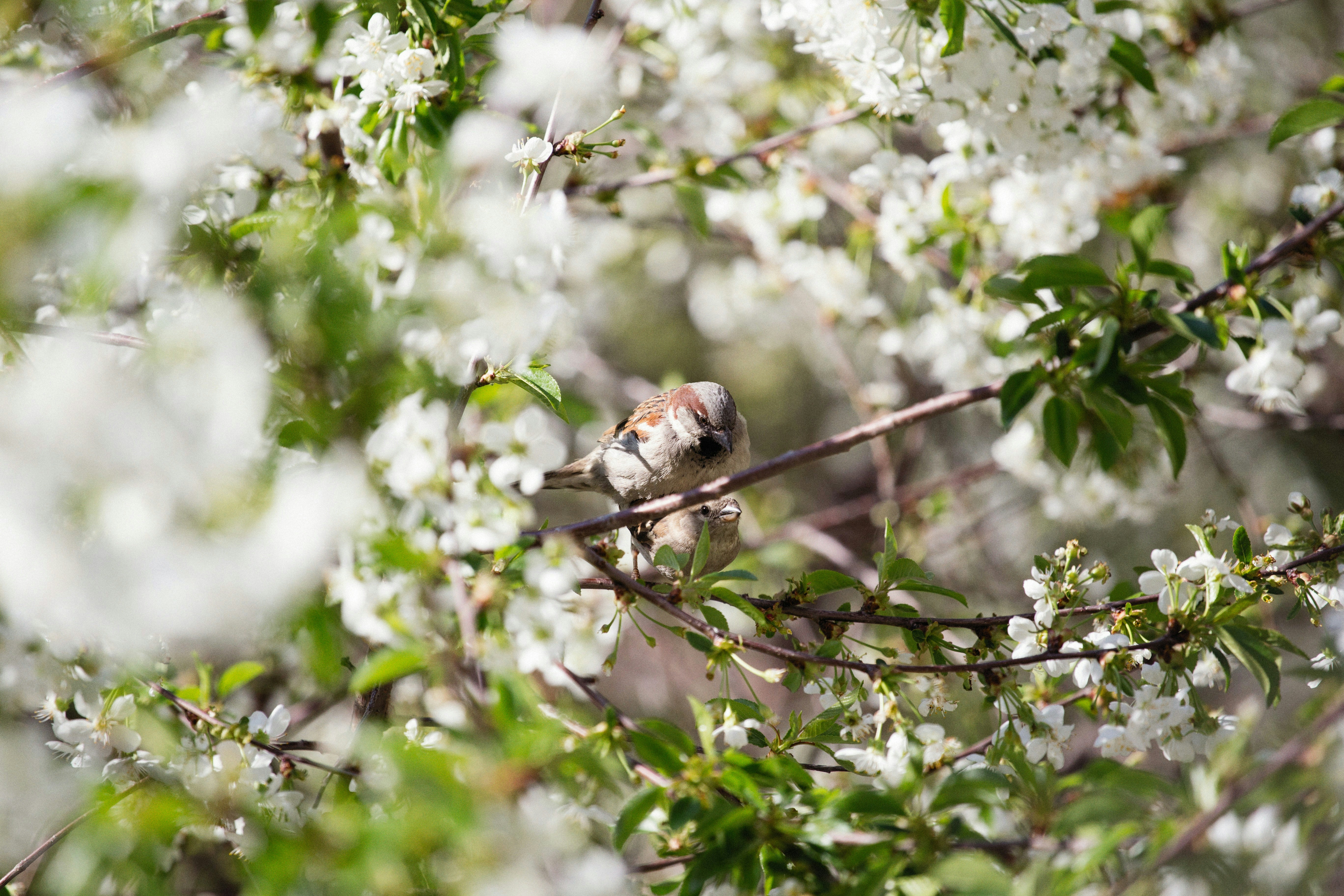 A small bird perched on a branch surrounded by delicate white flowers, embodying the essence of spring's renewal.