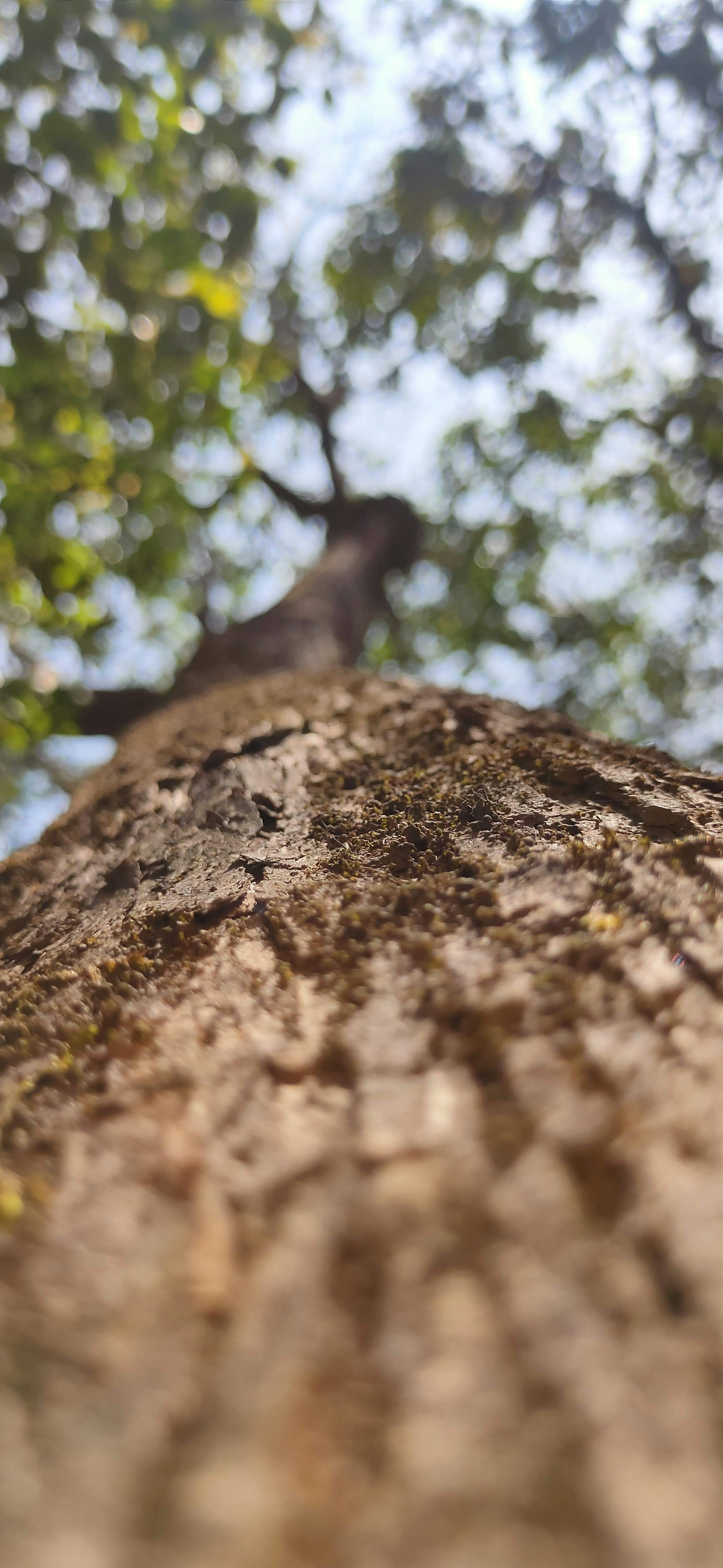 Foto Un primer plano del tronco de un árbol con un fondo de cielo ...