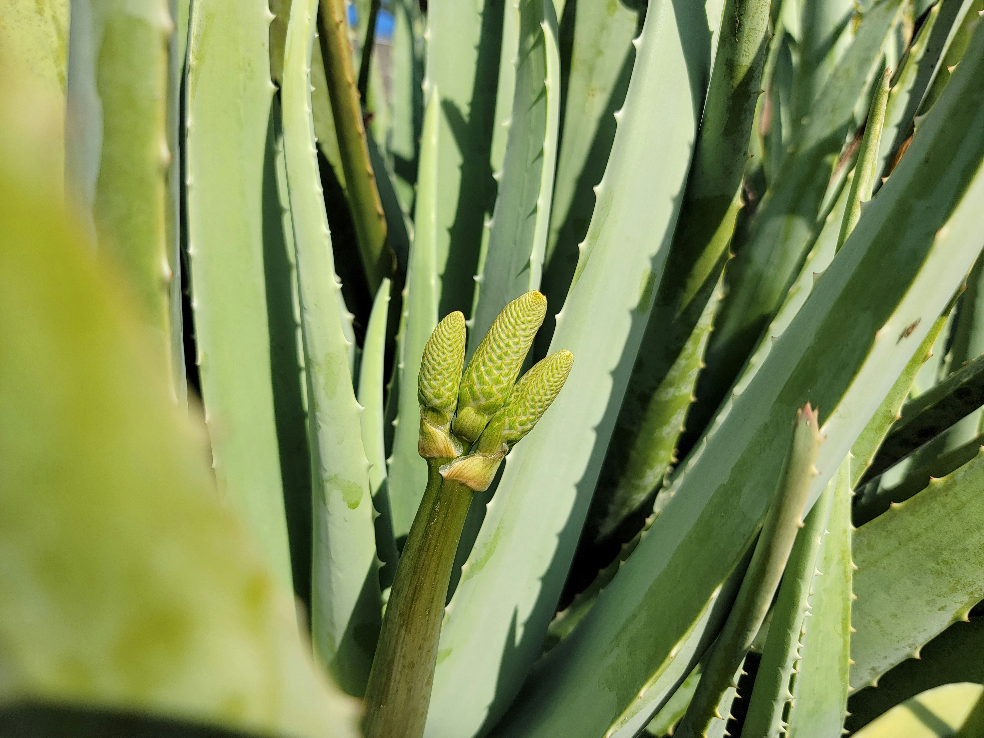Emerald Succulent Bloom Amongspines