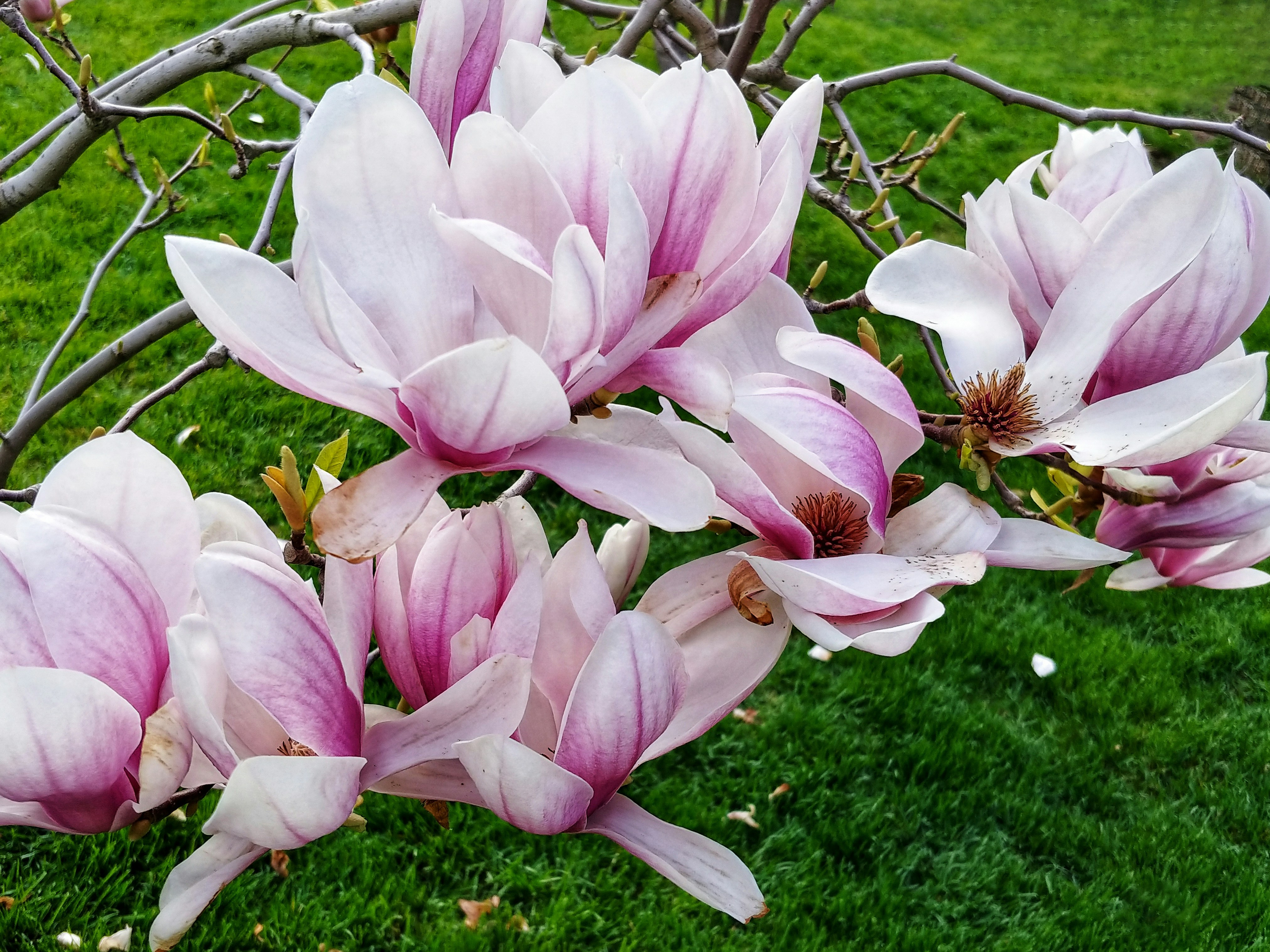 A bunch of pink flowers on a tree branch photo – Free Flower Image on ...
