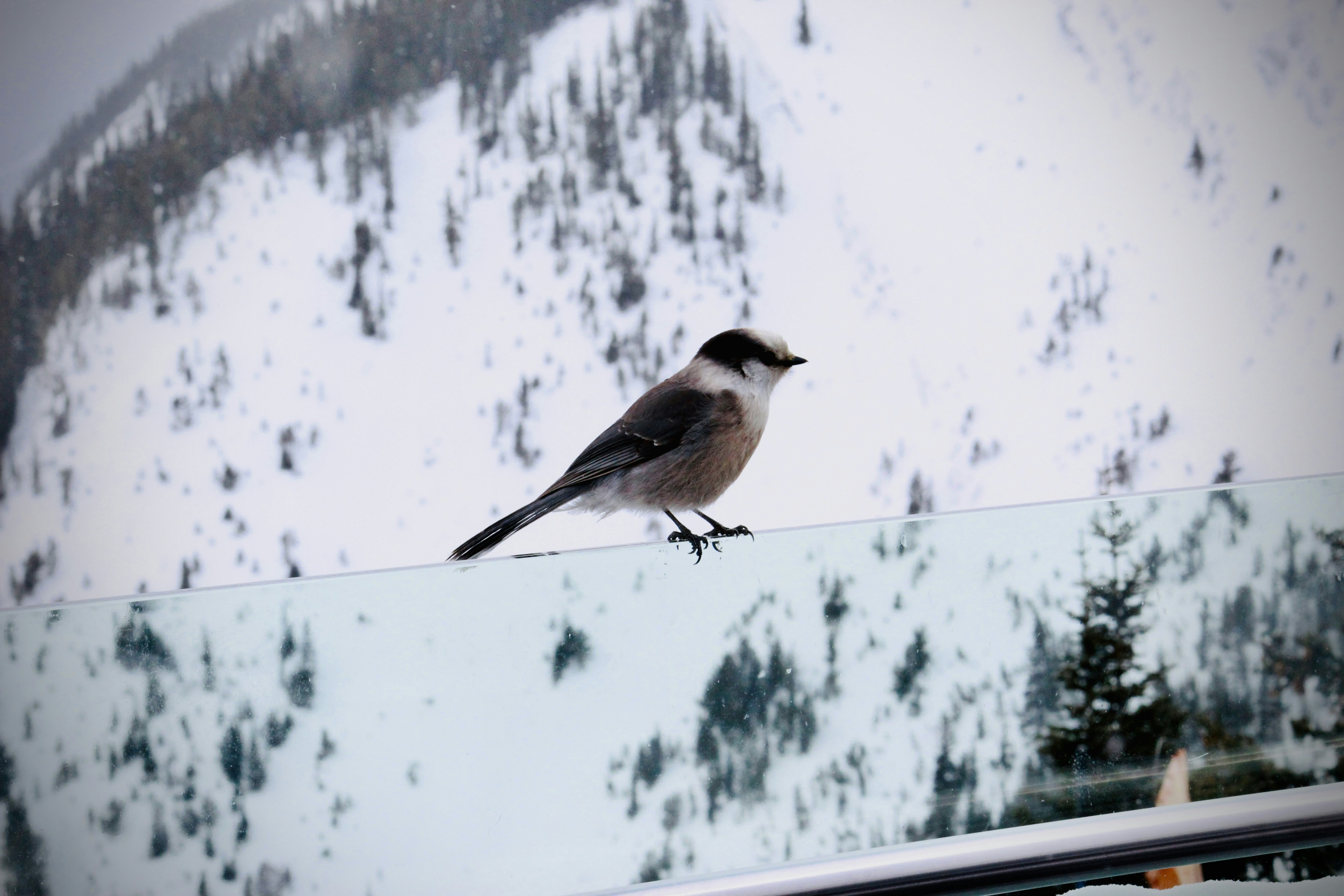 Alpine Magpie on Glass Rim: Quiet Contrast Against Snowy Peaks
