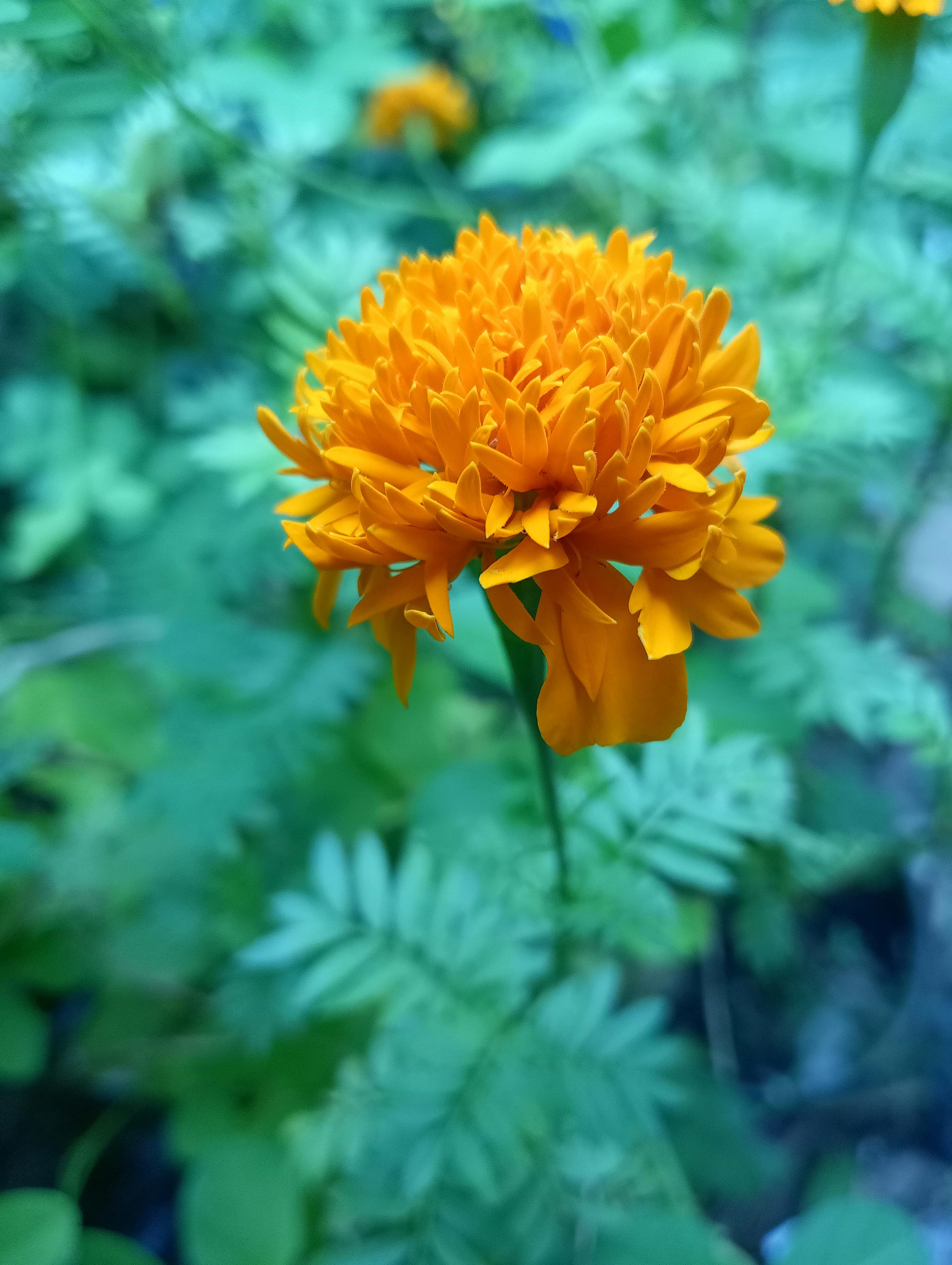 Vibrant marigold flower stands tall against a lush green backdrop, showcasing intricate petal details.