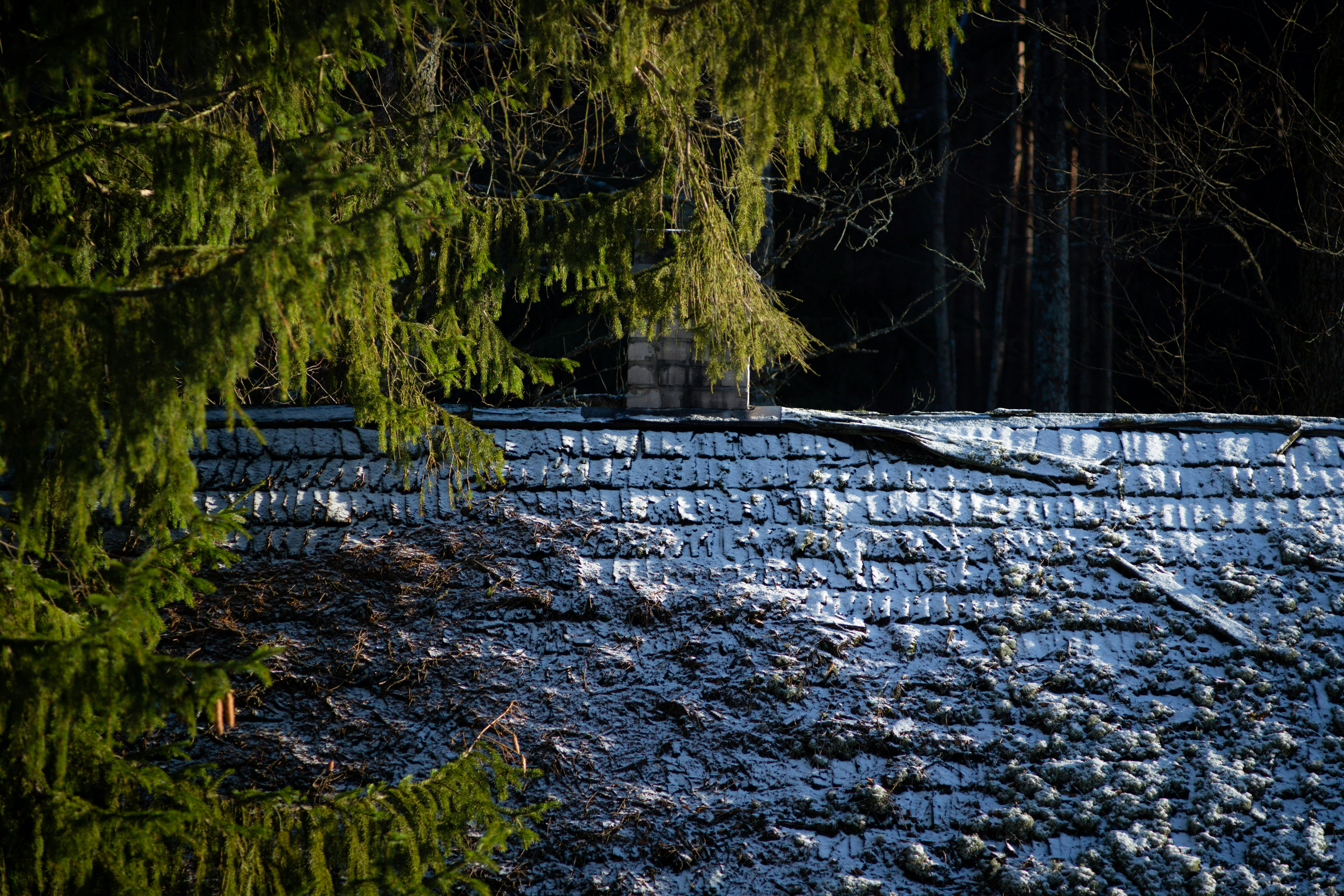 Snow-Dusted Stone Wall Framed by Pine Foliage