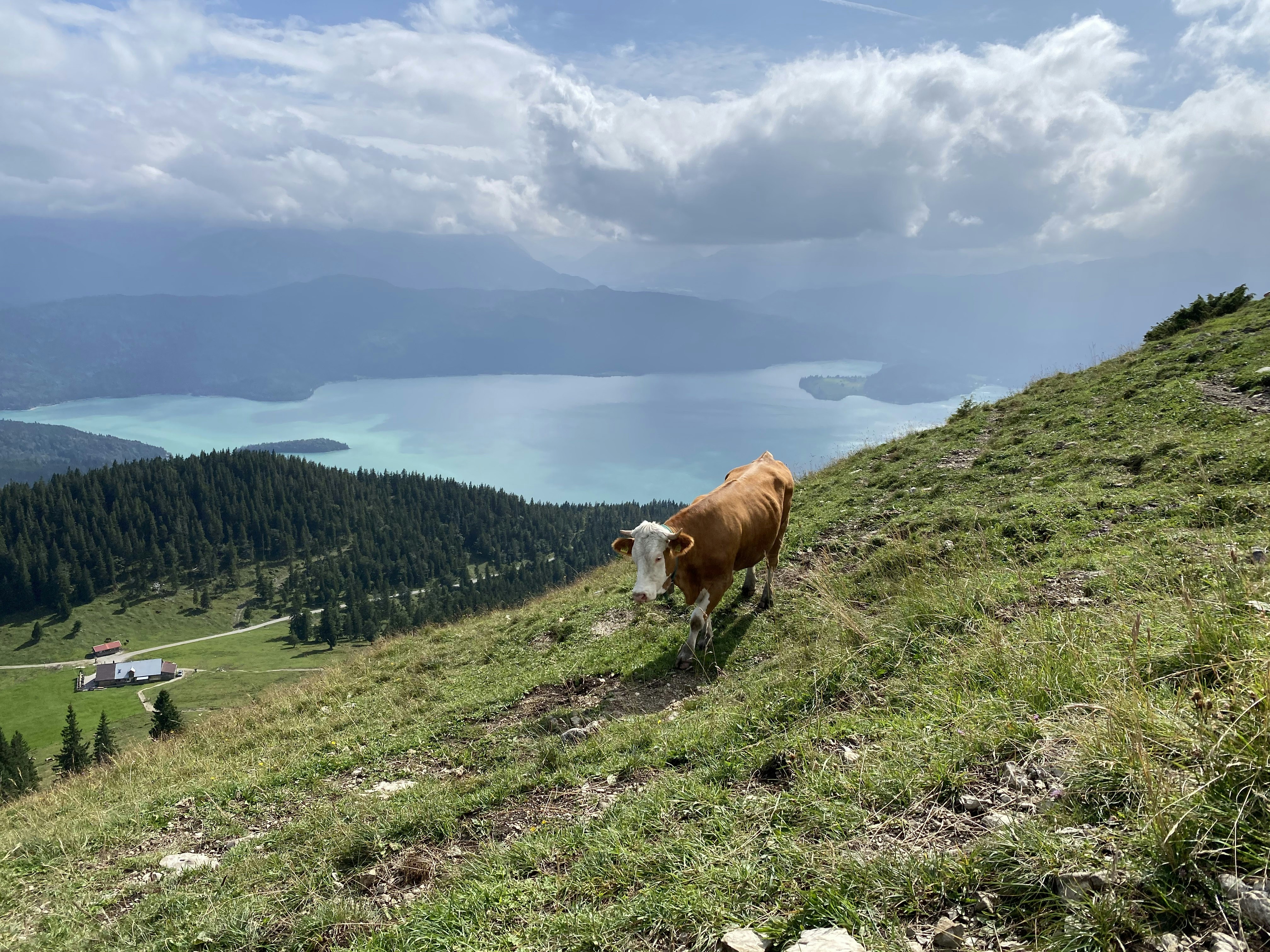 Llama on a hillside with Alpine lake panorama