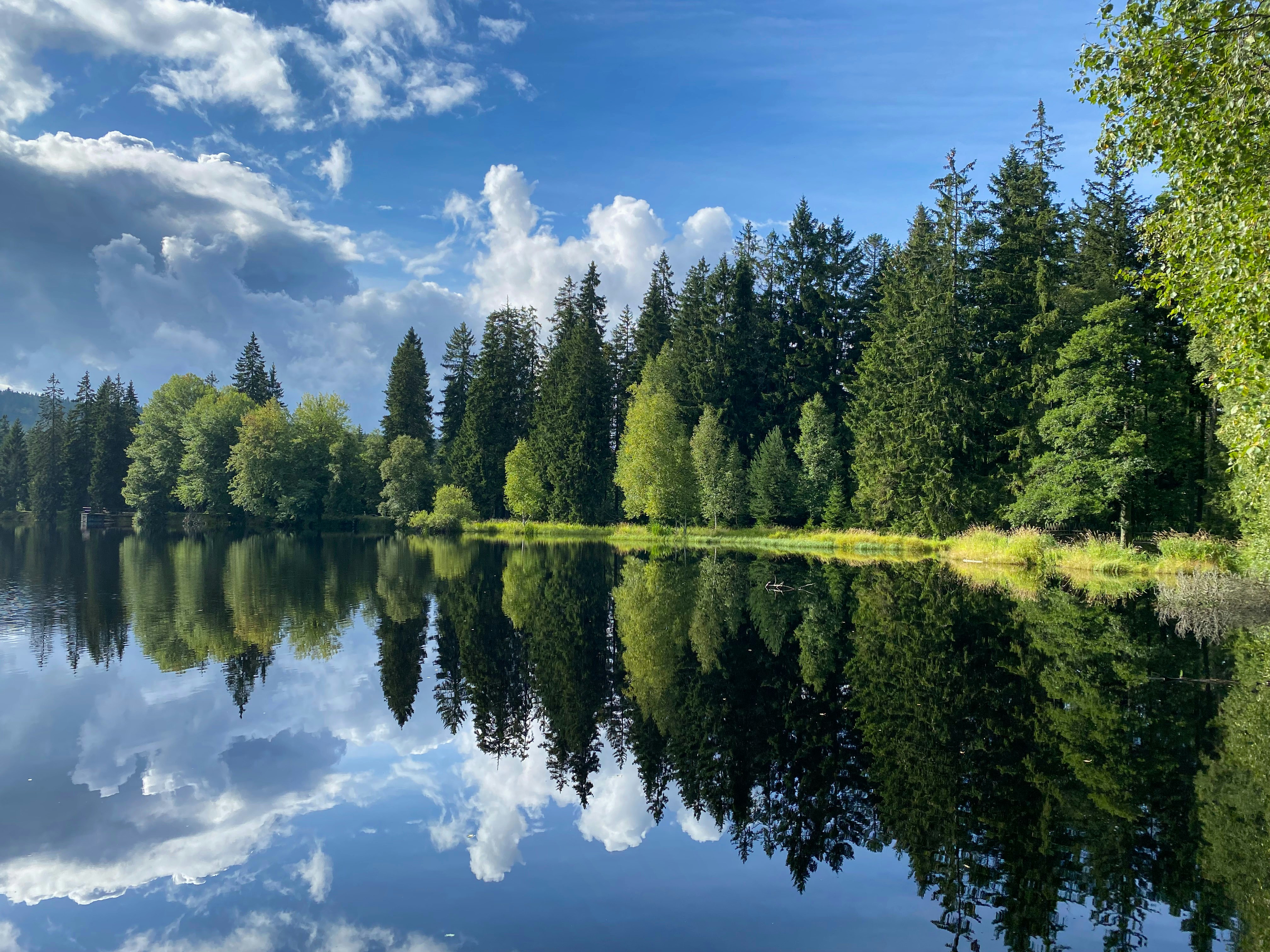 Lush forest reflected in a calm lake under a bright blue sky with scattered clouds.