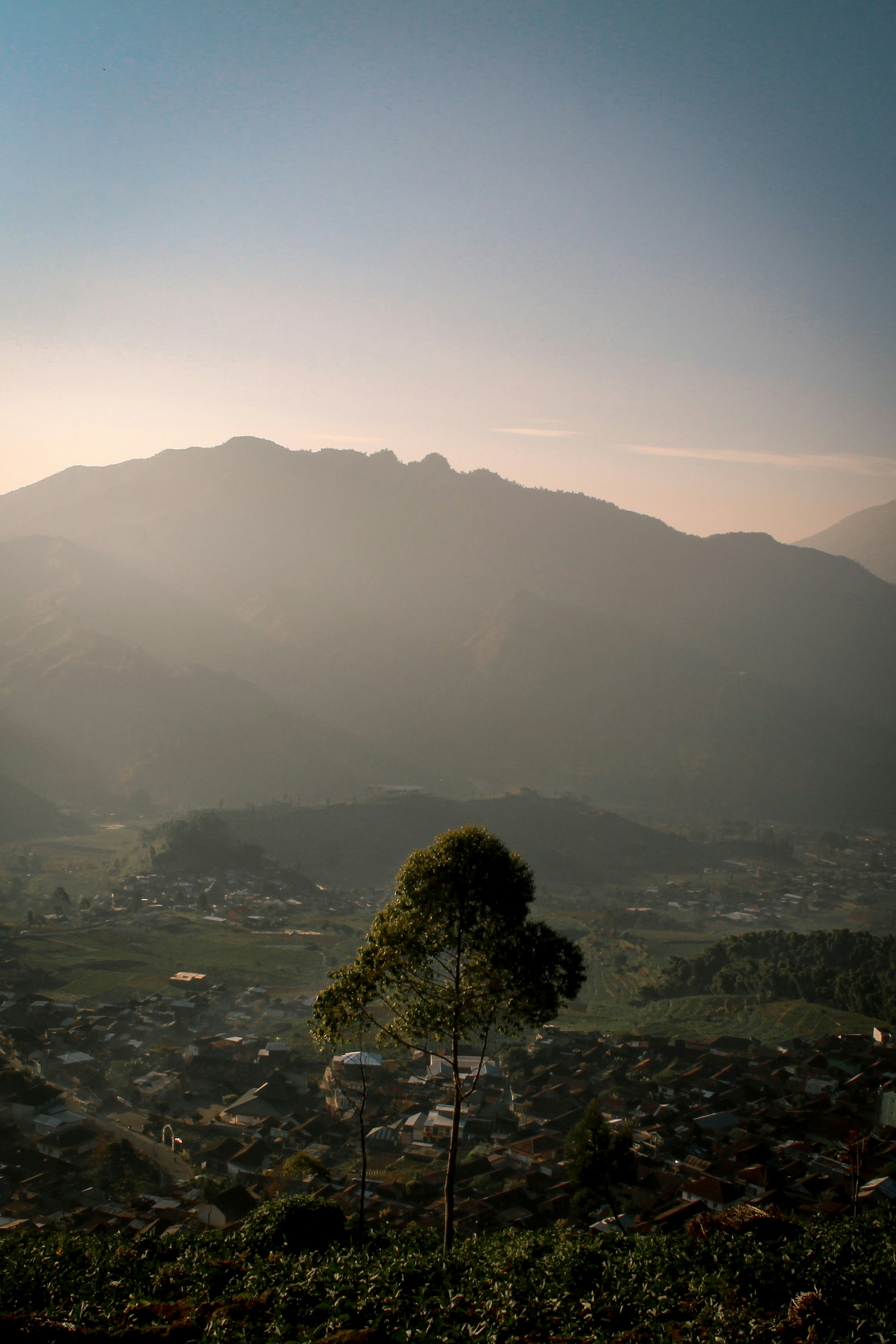A lone tree in the middle of a valley photo – Free Wonosobo Image on ...