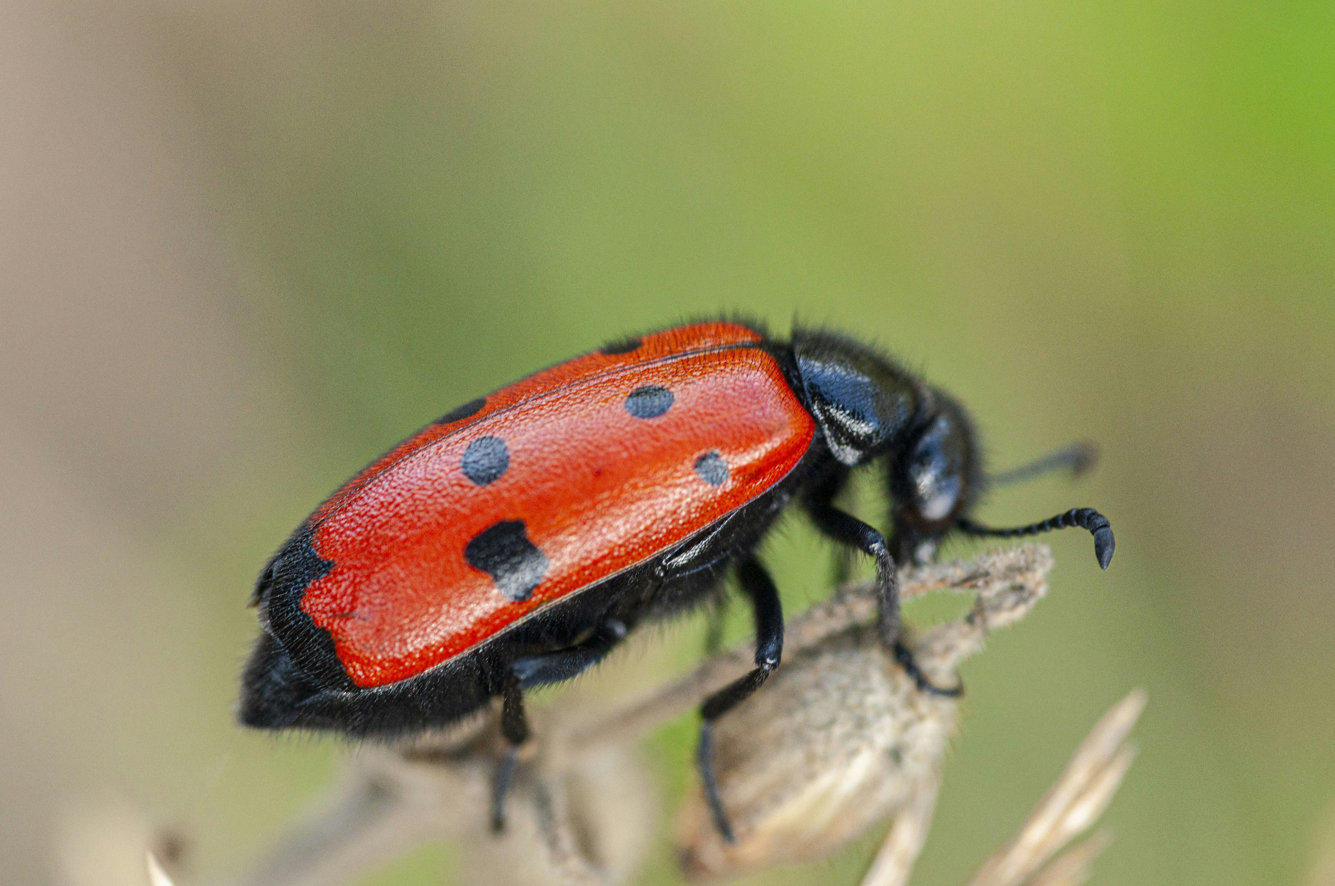 Un insecte rouge et noir assis au sommet d’une plante photo – Image ...