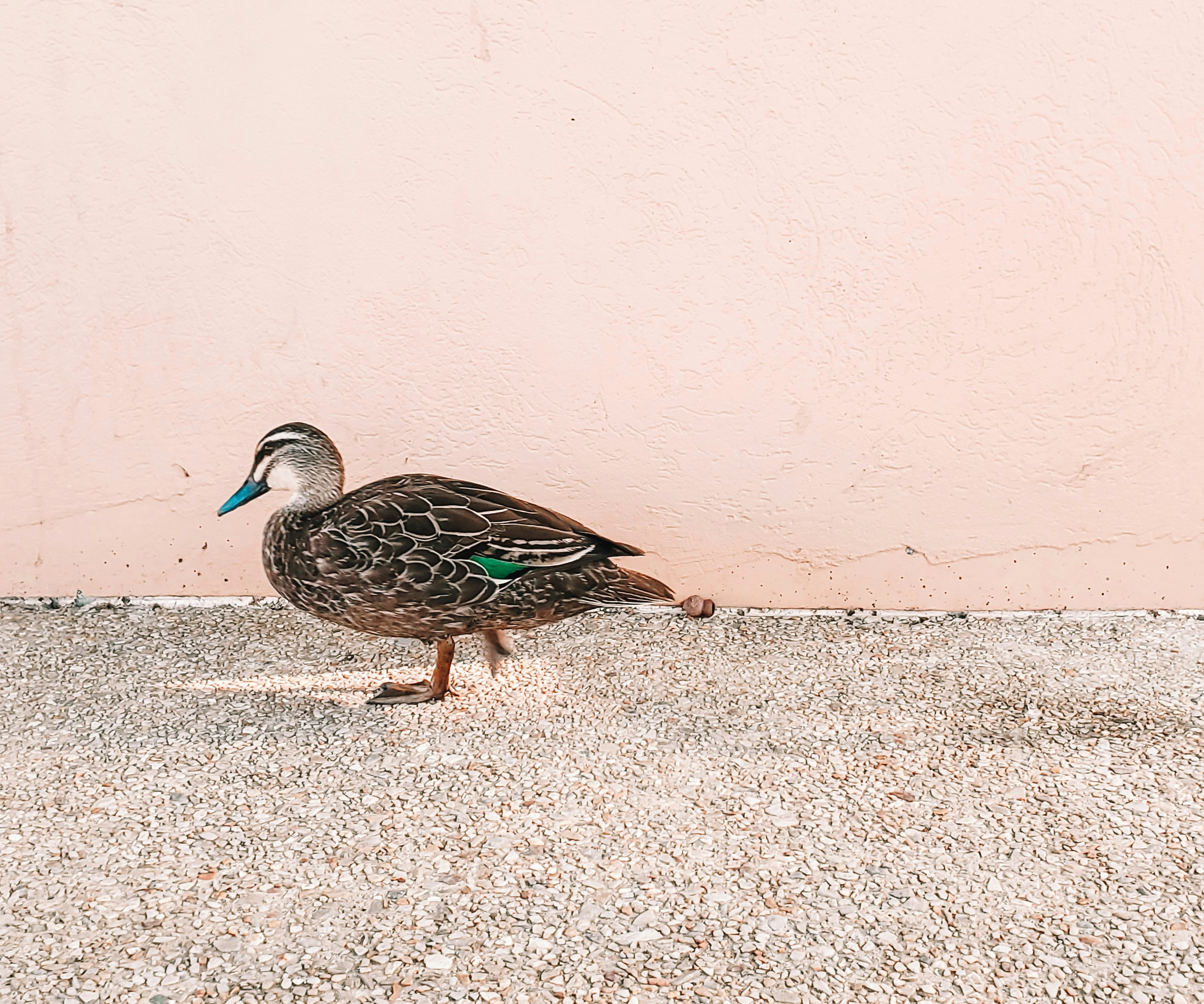 Duck 🦆