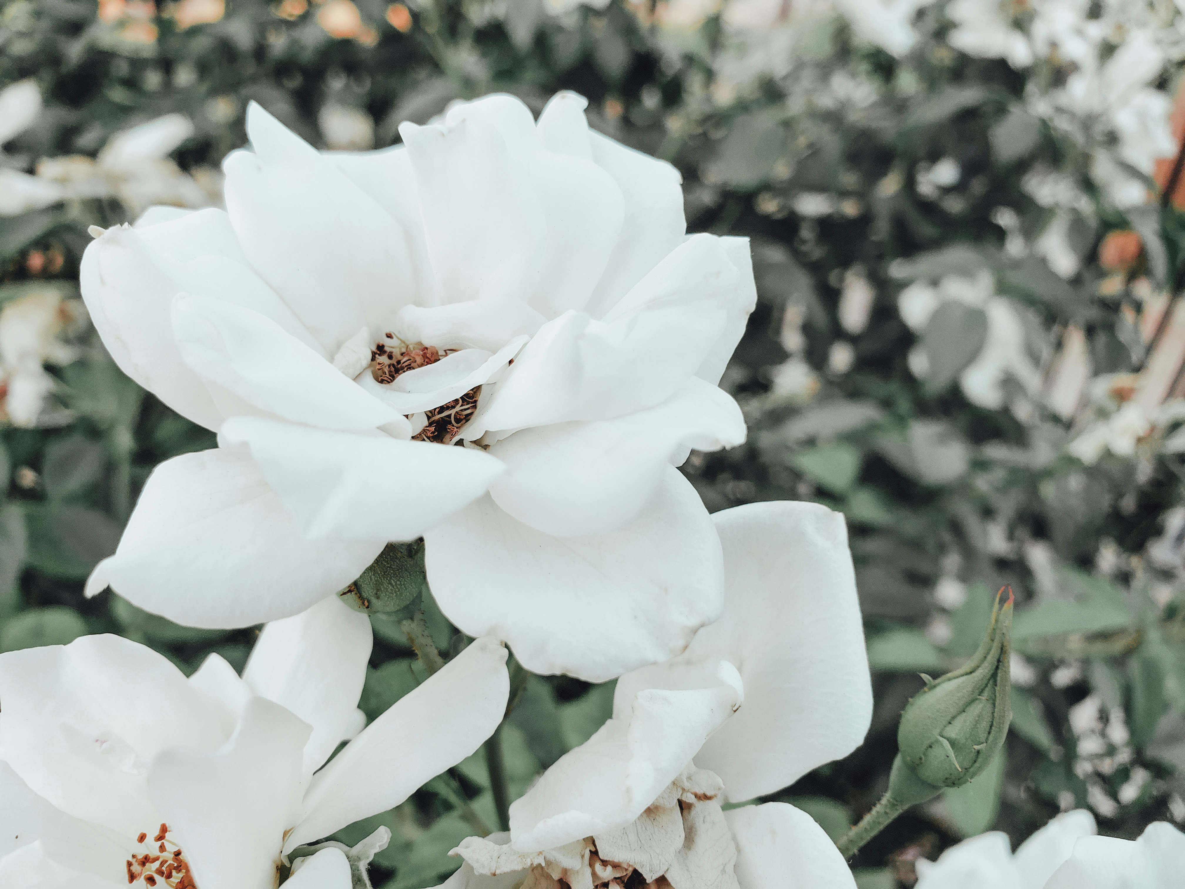 Ivory Rose in Quiet Garden: Petal Texture in Diffuse Morning Light