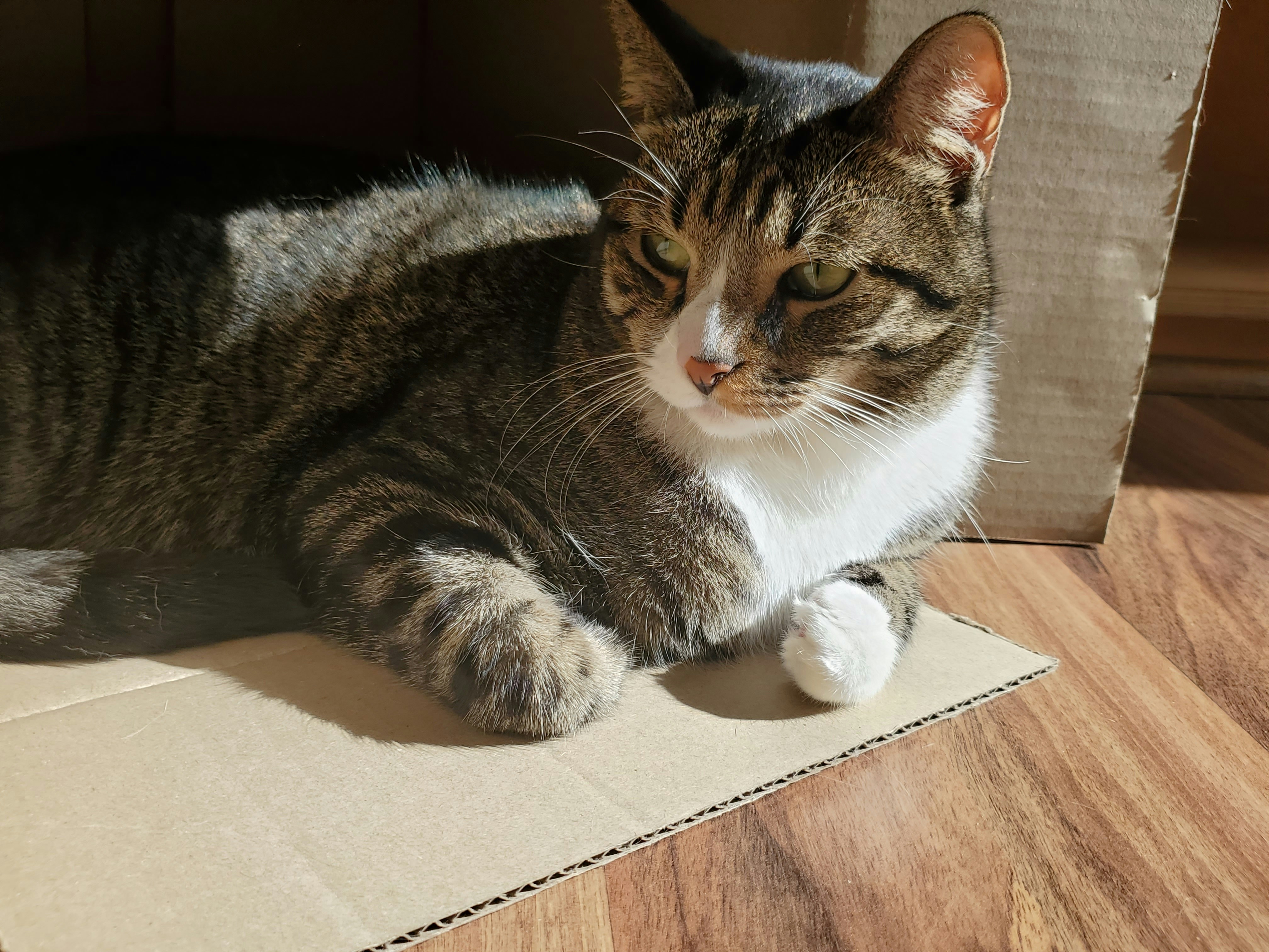 Tabby cat lounging on a sunlit cardboard box on a wooden floor.