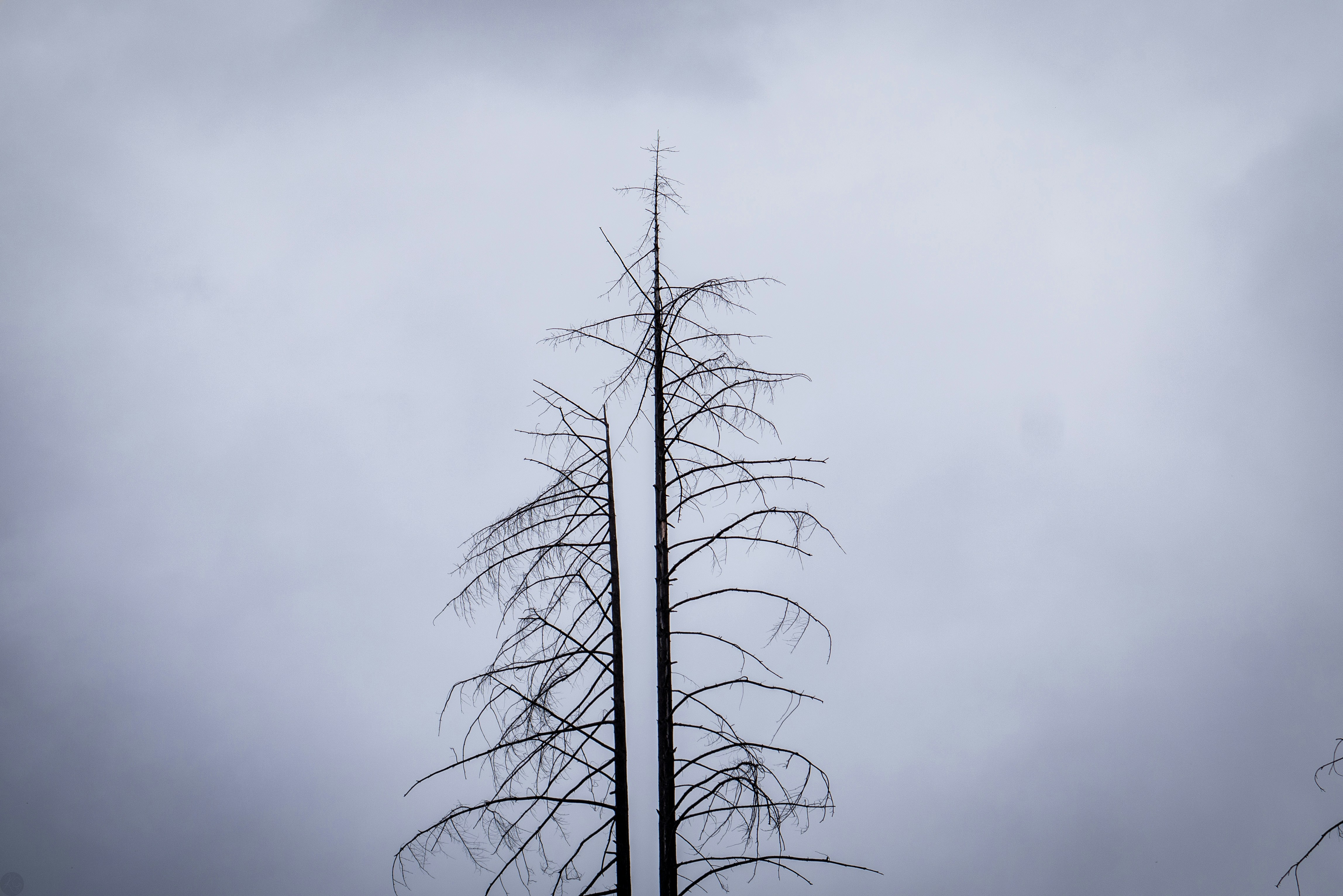 A tall dead tree with no leaves on a cloudy day photo – Free Dead tree ...
