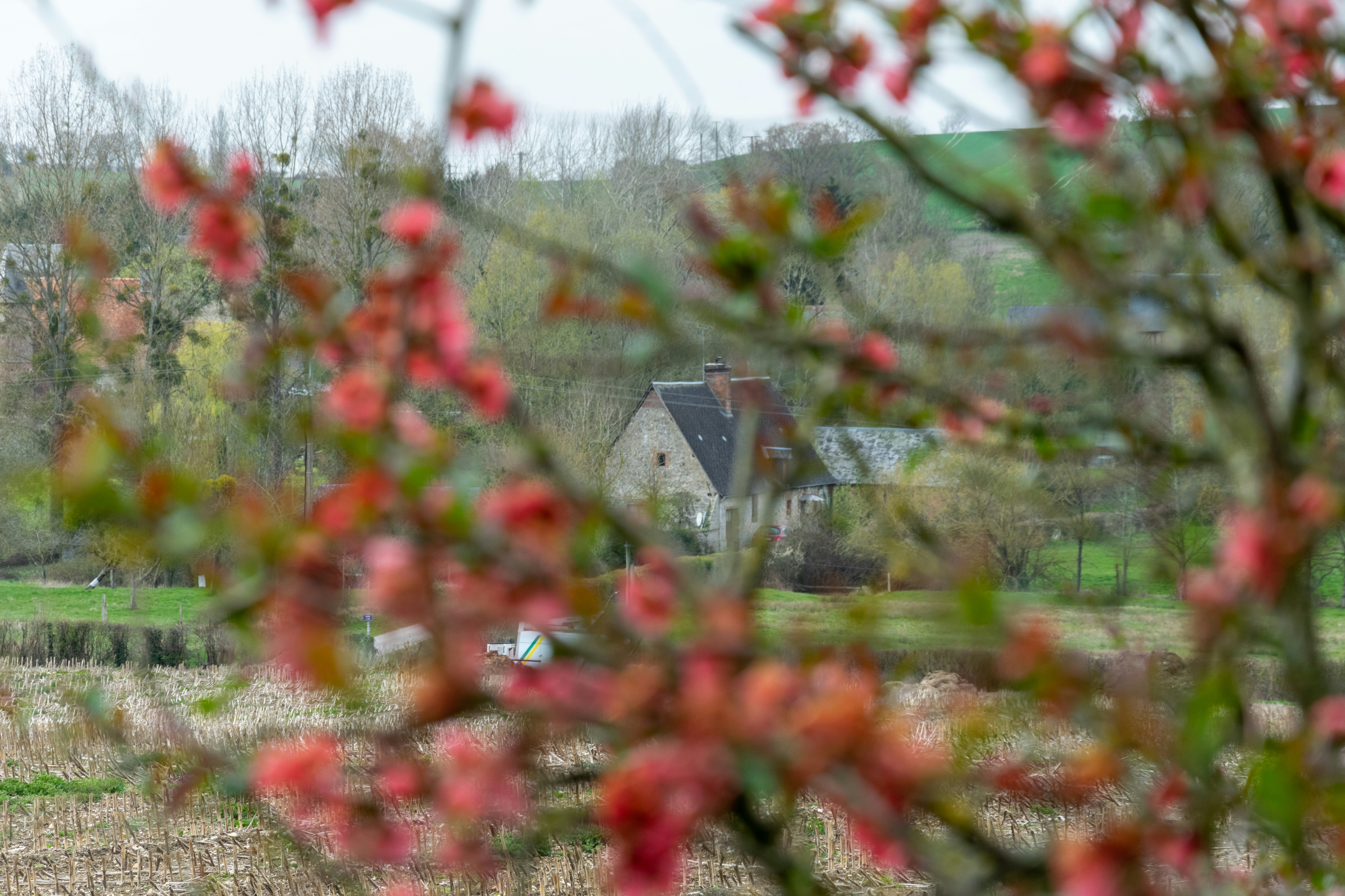 Hidden Farmhouse Framed by Spring Blossoms
