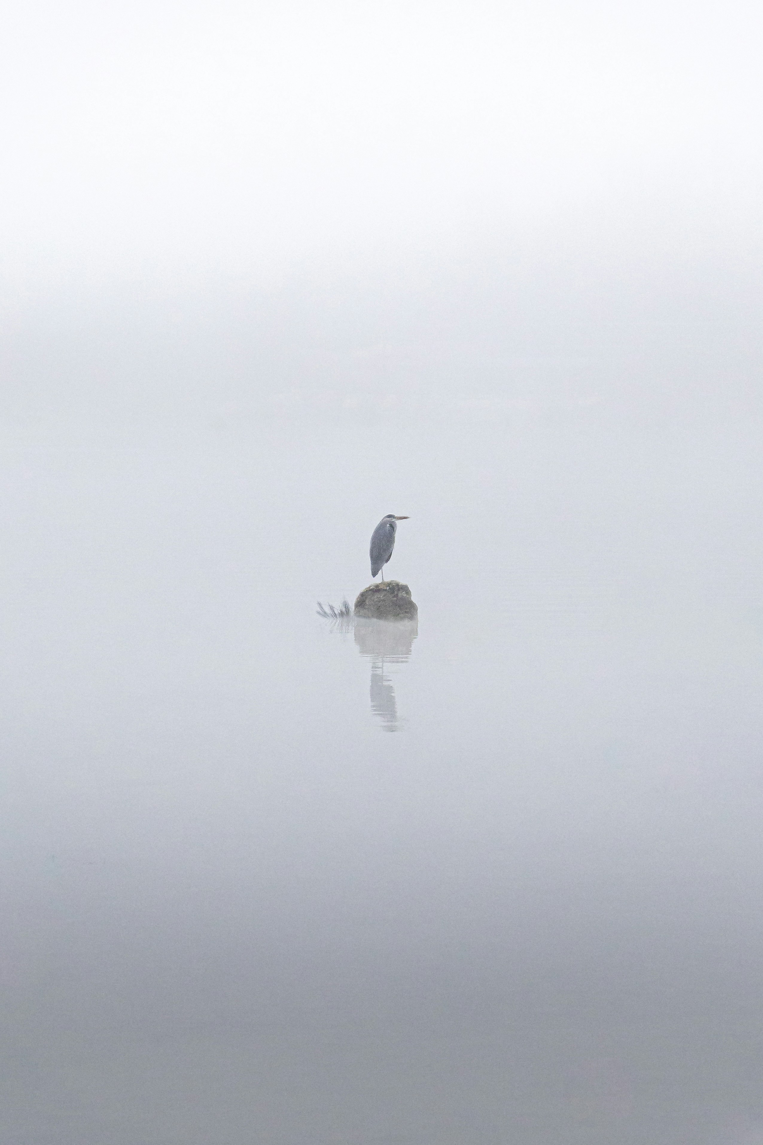 A heron perched on a solitary rock amidst a foggy, tranquil lake, reflecting its silhouette in the still water.