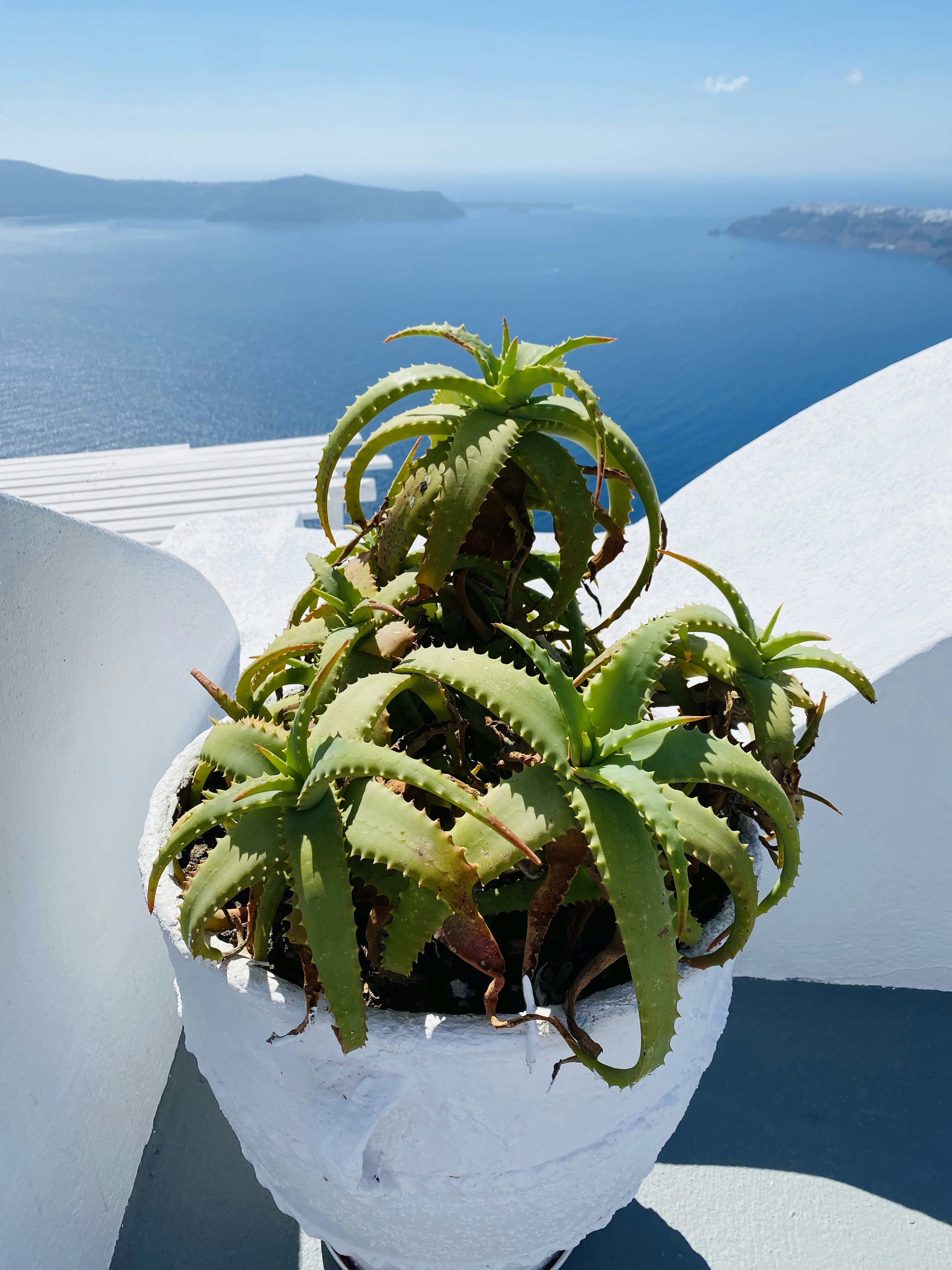 Une plante en pot assise au sommet d’un mur blanc photo – Photo ...