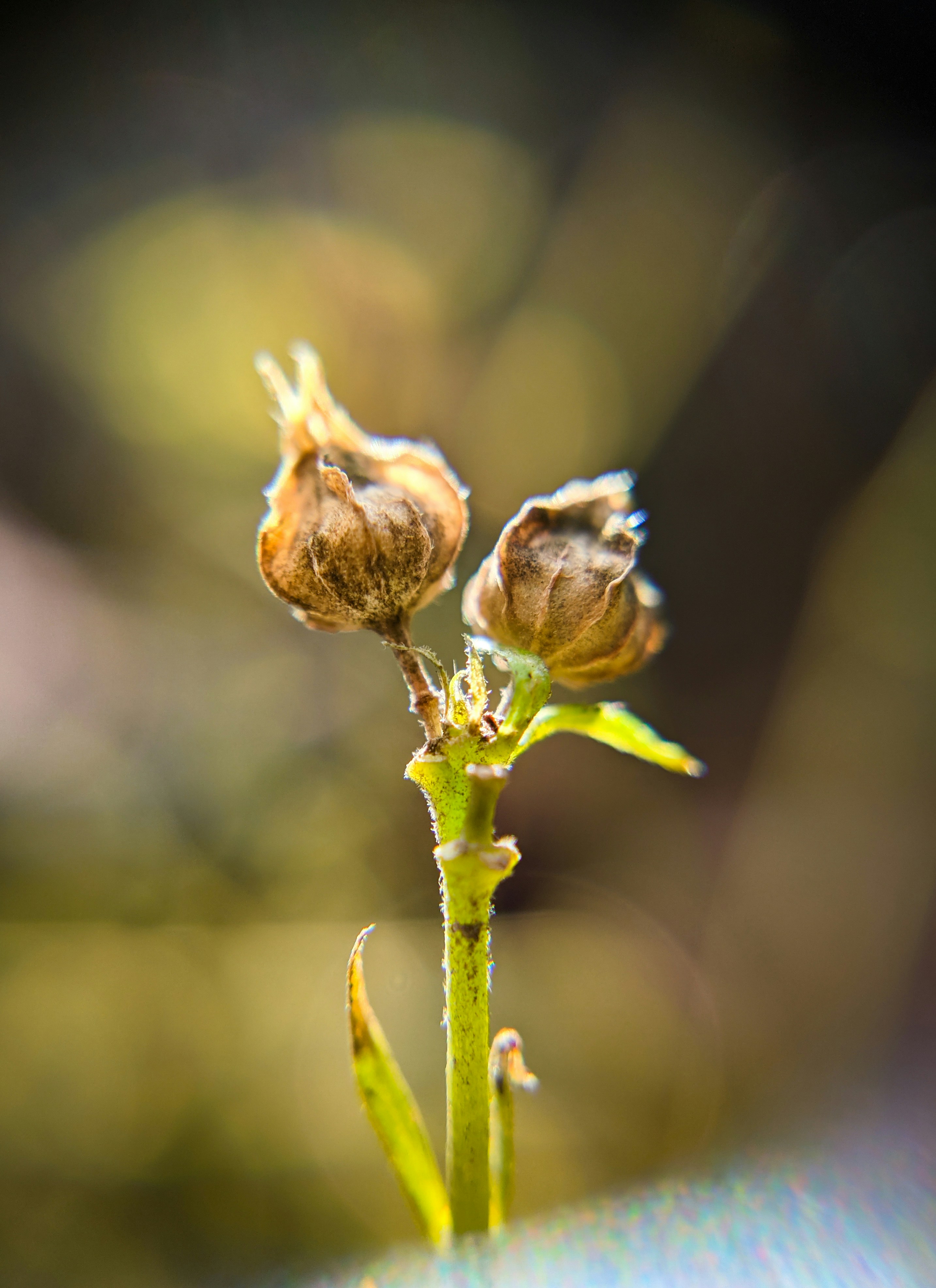 Close-up of Buds: Fragile Details in Spring Light