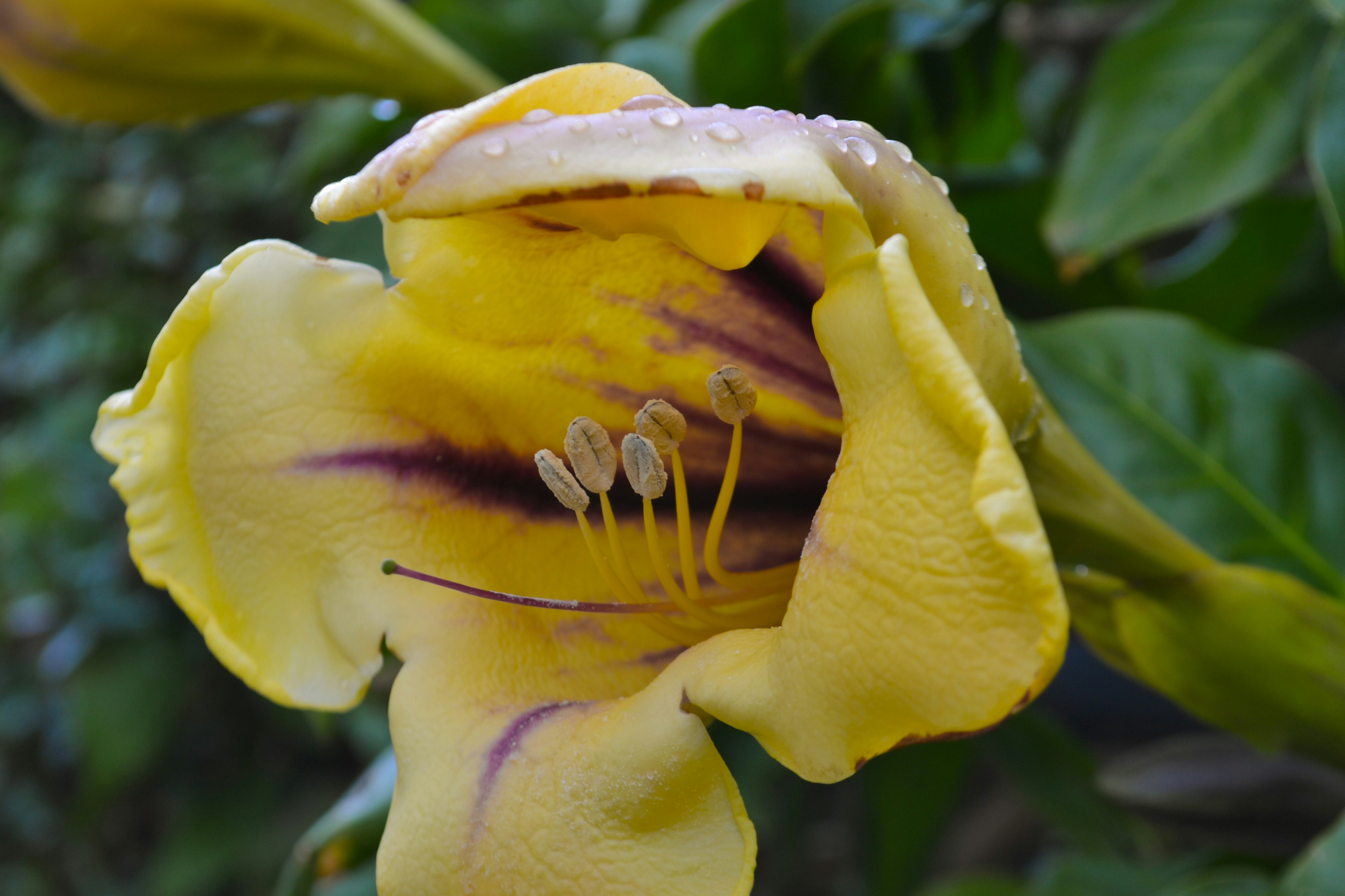 Golden trumpet blossom with a violet throat in soft garden light