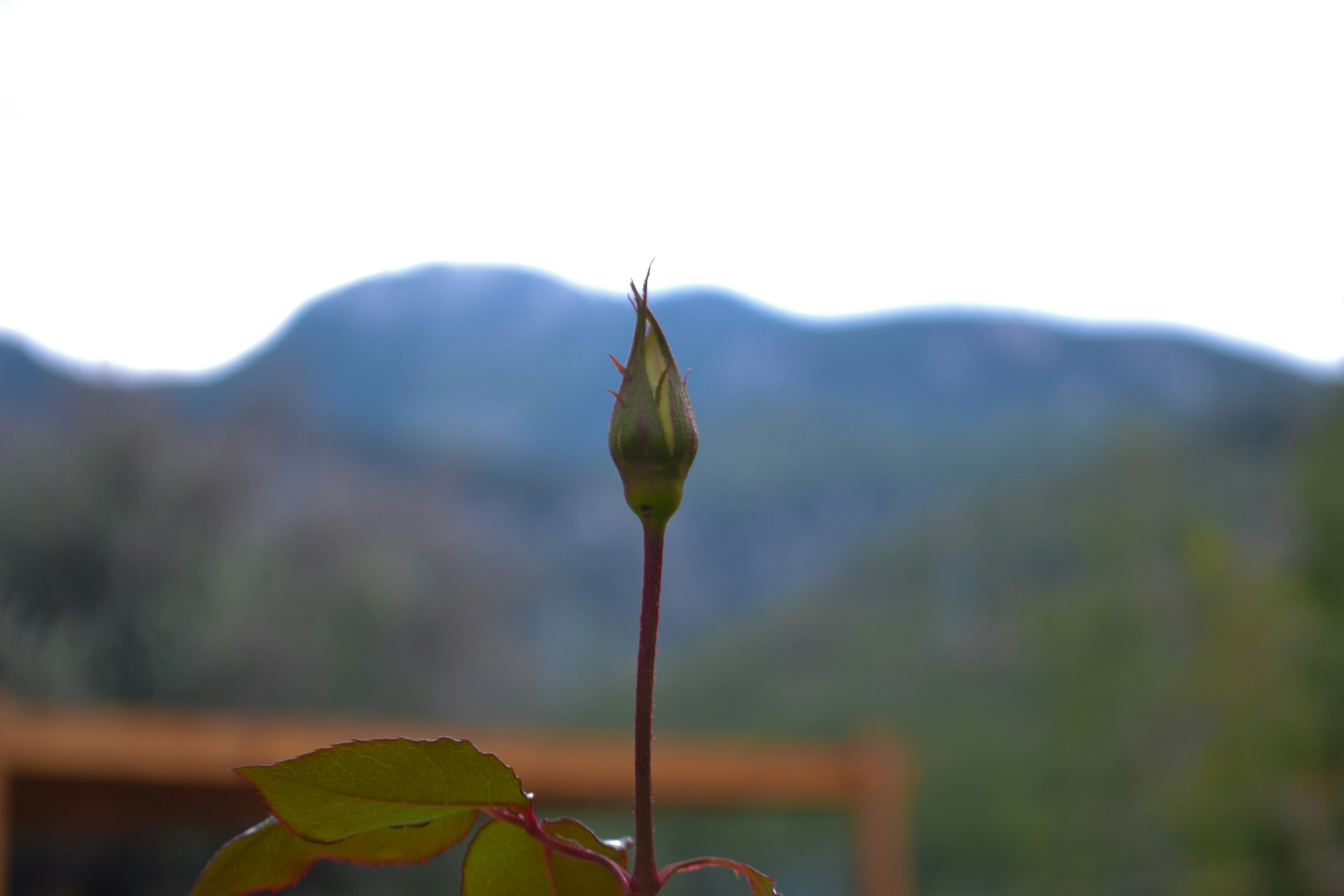 Bud in Focus: A Tender Rosebud Reaches Toward Morning Light