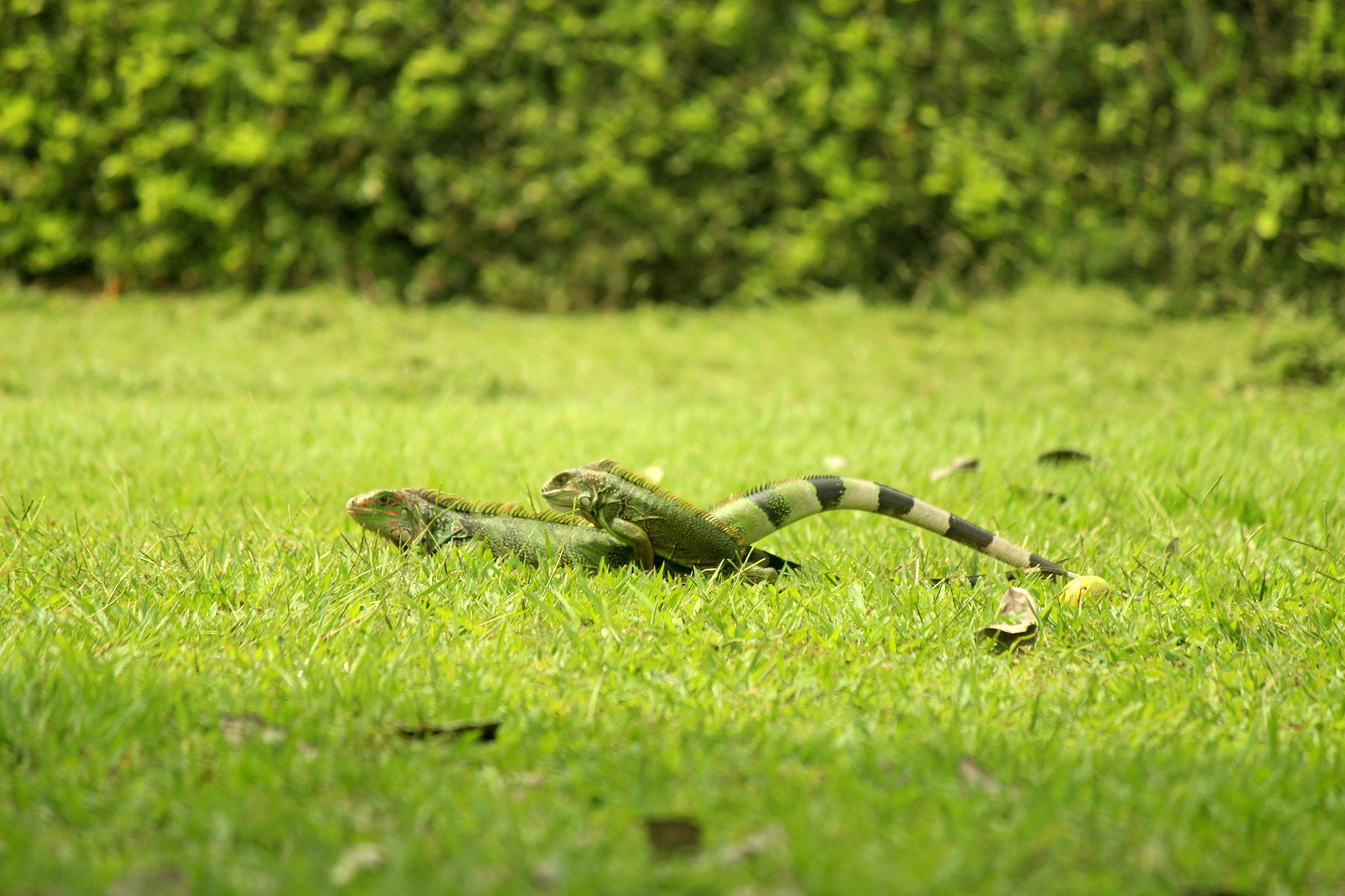 A lizard laying in the grass in a field photo – Free Colombia Image on ...