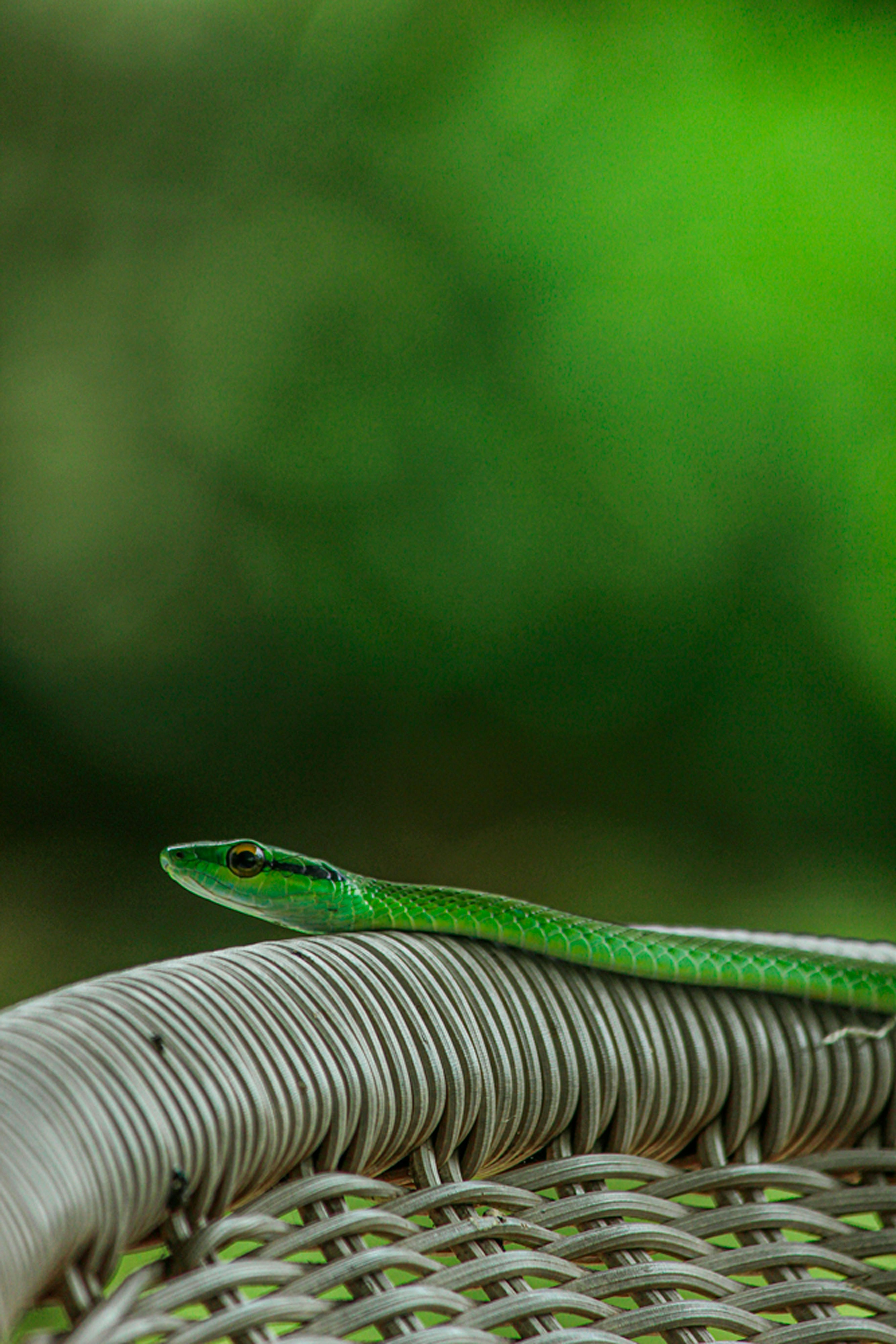 A green snake sitting on top of a wicker chair photo – Free Animal ...