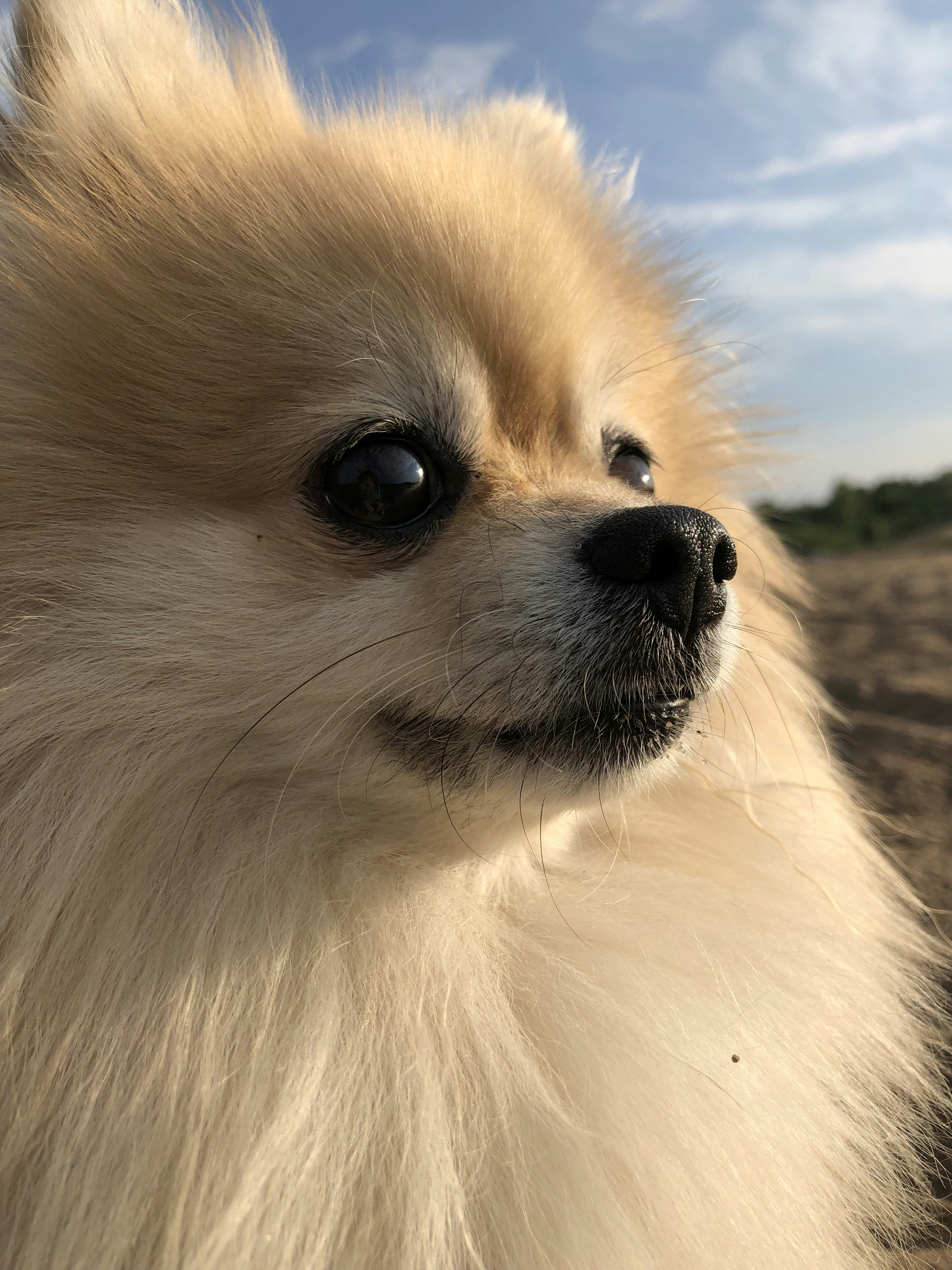 Sunlit Whimsy: A Pomeranian's Gaze by the Sea Breeze