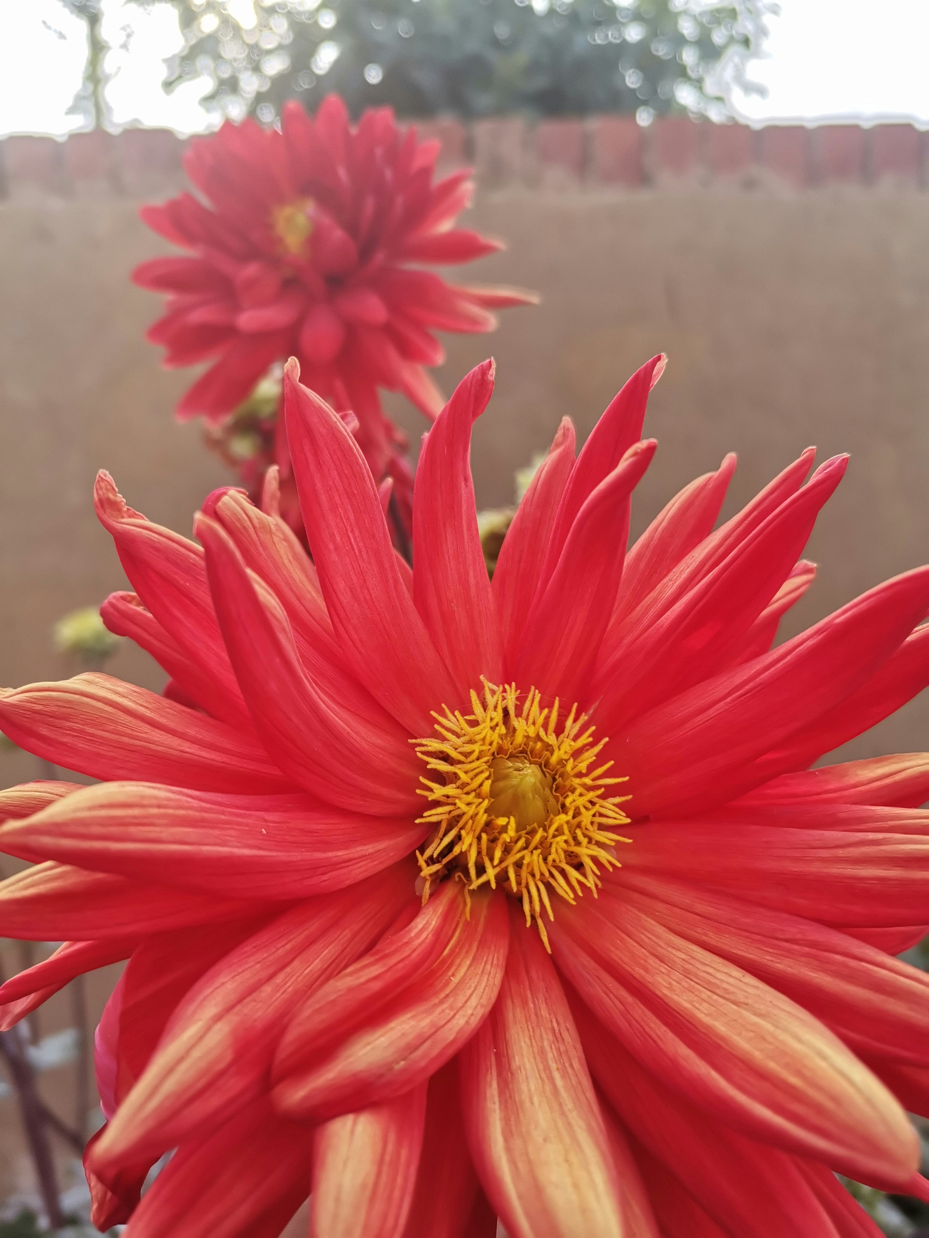Crimson Bloom: A Bold Red Flower Reaches for the Sun