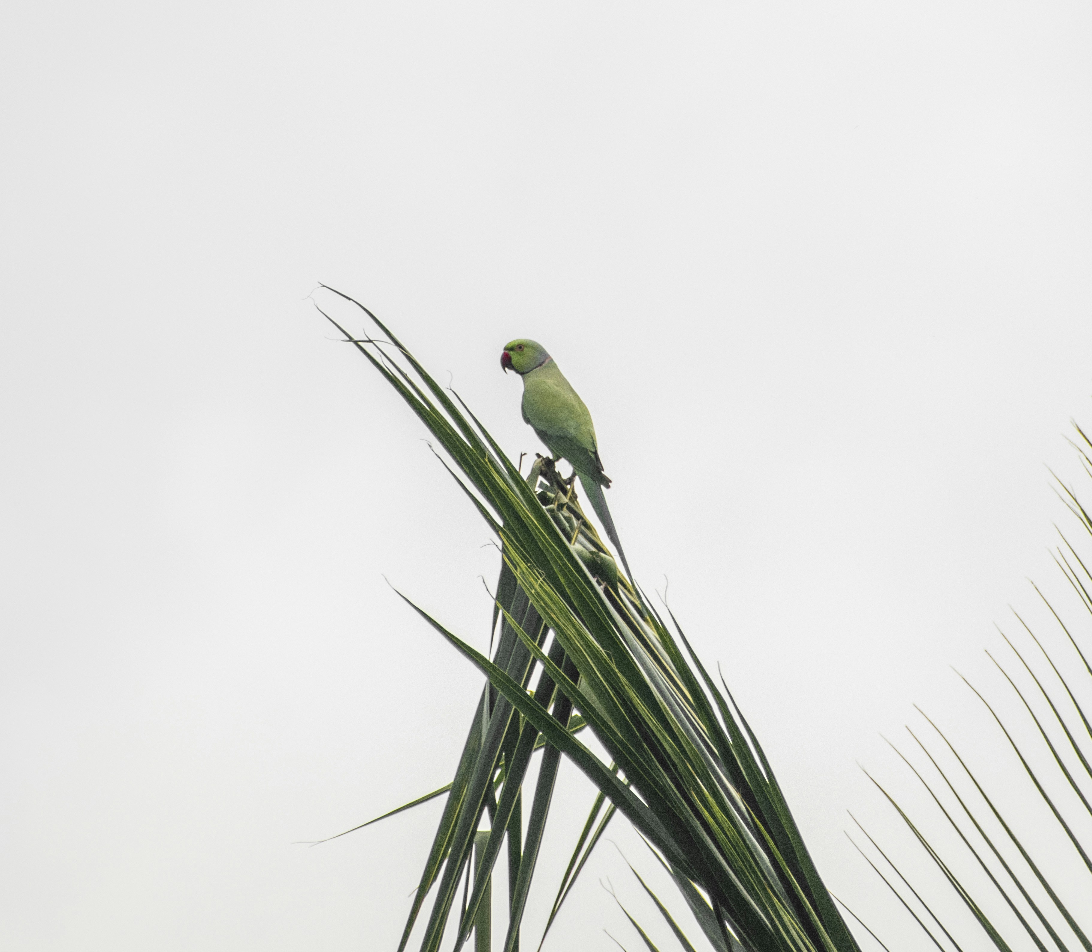 Emerald Parrot Perched on Palm Fronds Against a Pale Sky