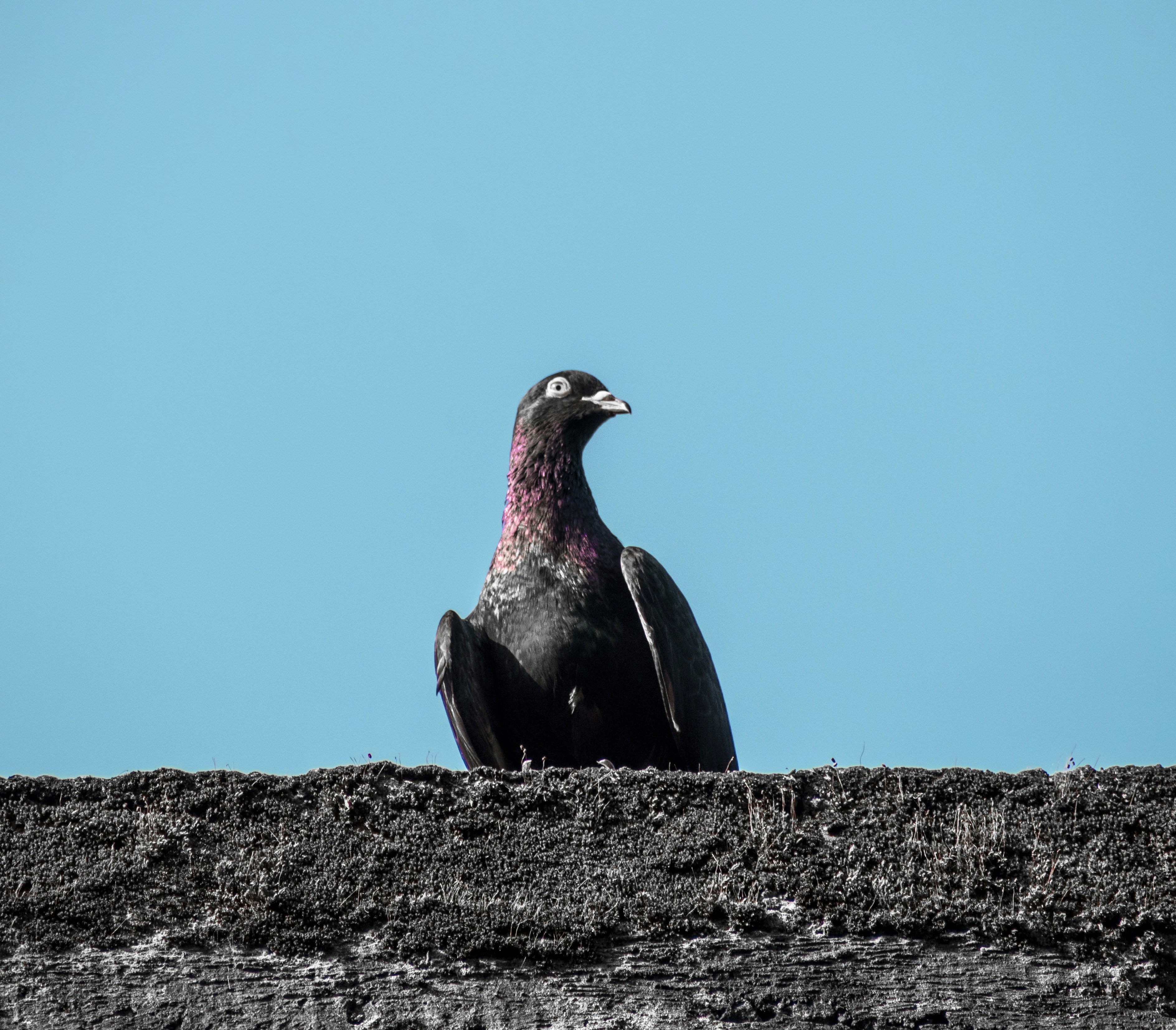 A black bird with a hint of iridescent purple perched on a weathered wooden beam against a clear blue sky.
