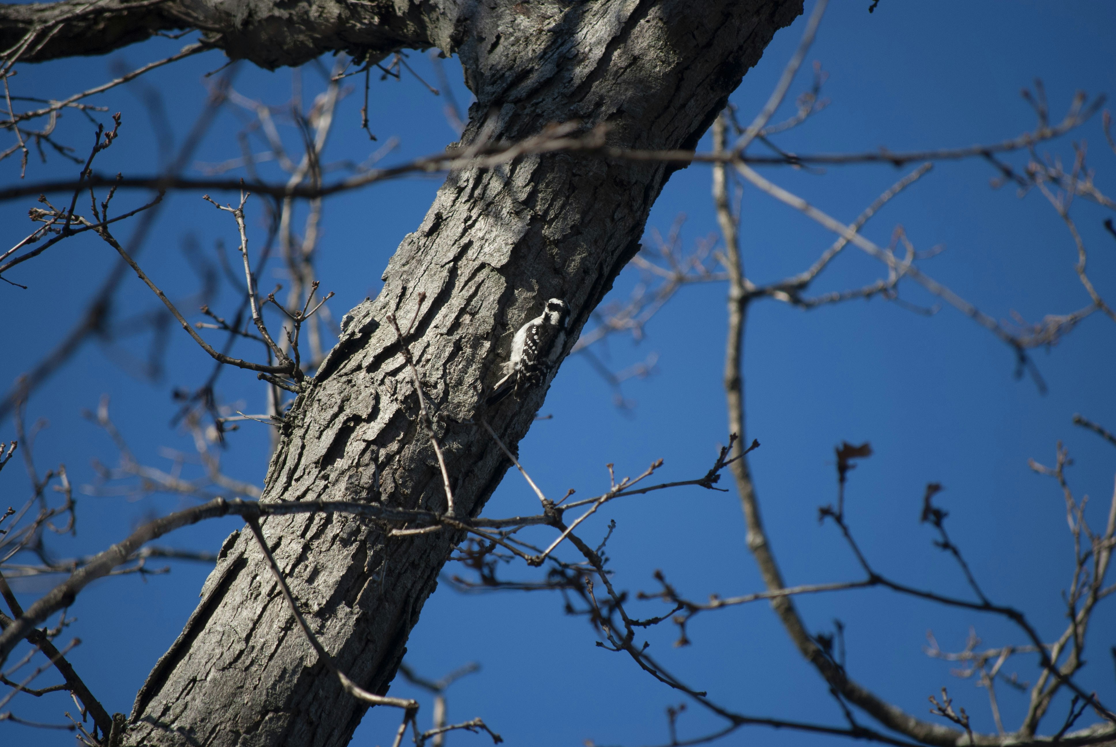 A woodpecker clings to a textured tree trunk, surrounded by bare branches against a clear blue sky.