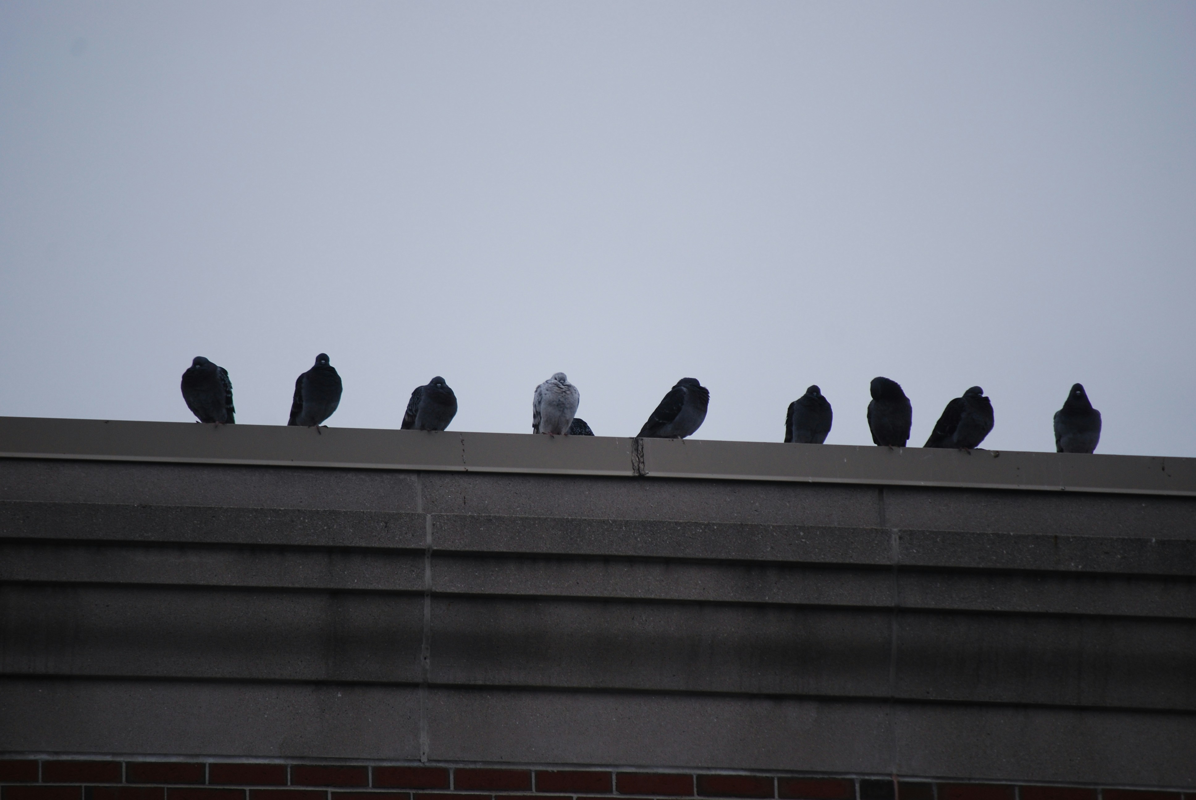 A row of pigeons resting on a building ledge against a gray sky, showcasing their varied plumage and urban habitat.