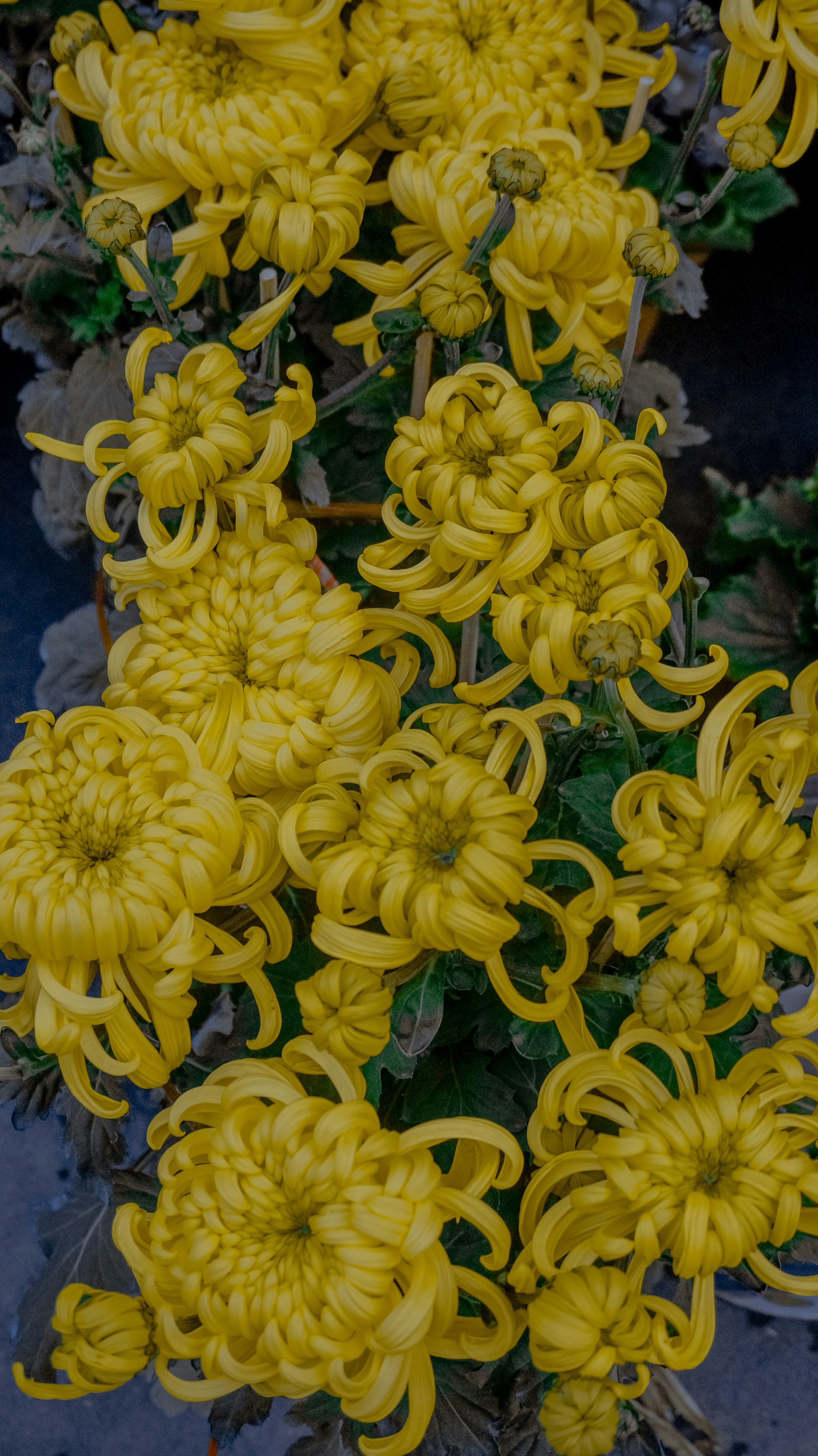Curled-Gold Chrysanthemums: A Vertical Burst of Yellow Rosettes