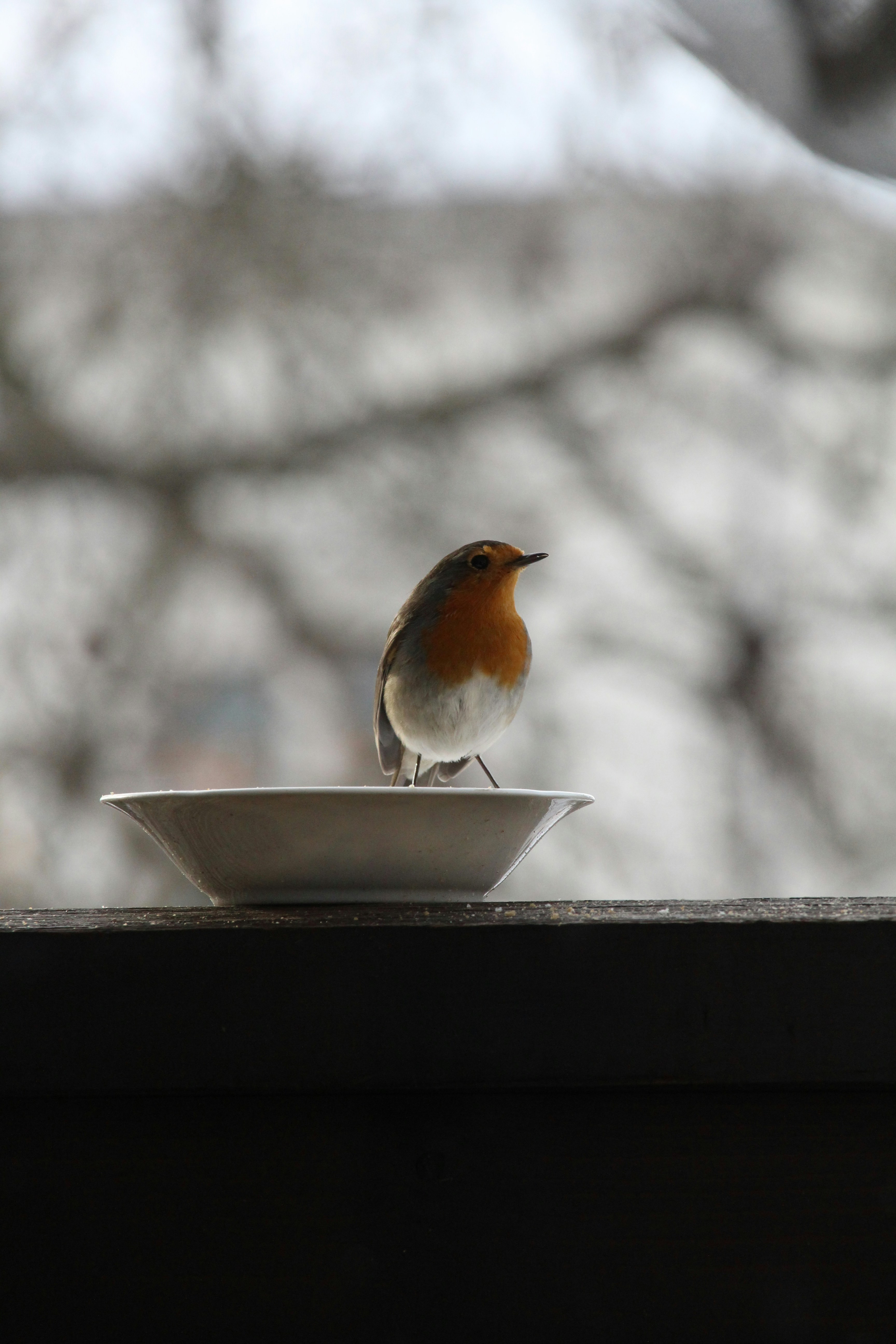 Robin on a Dish: Quiet Feed and Winter Silence