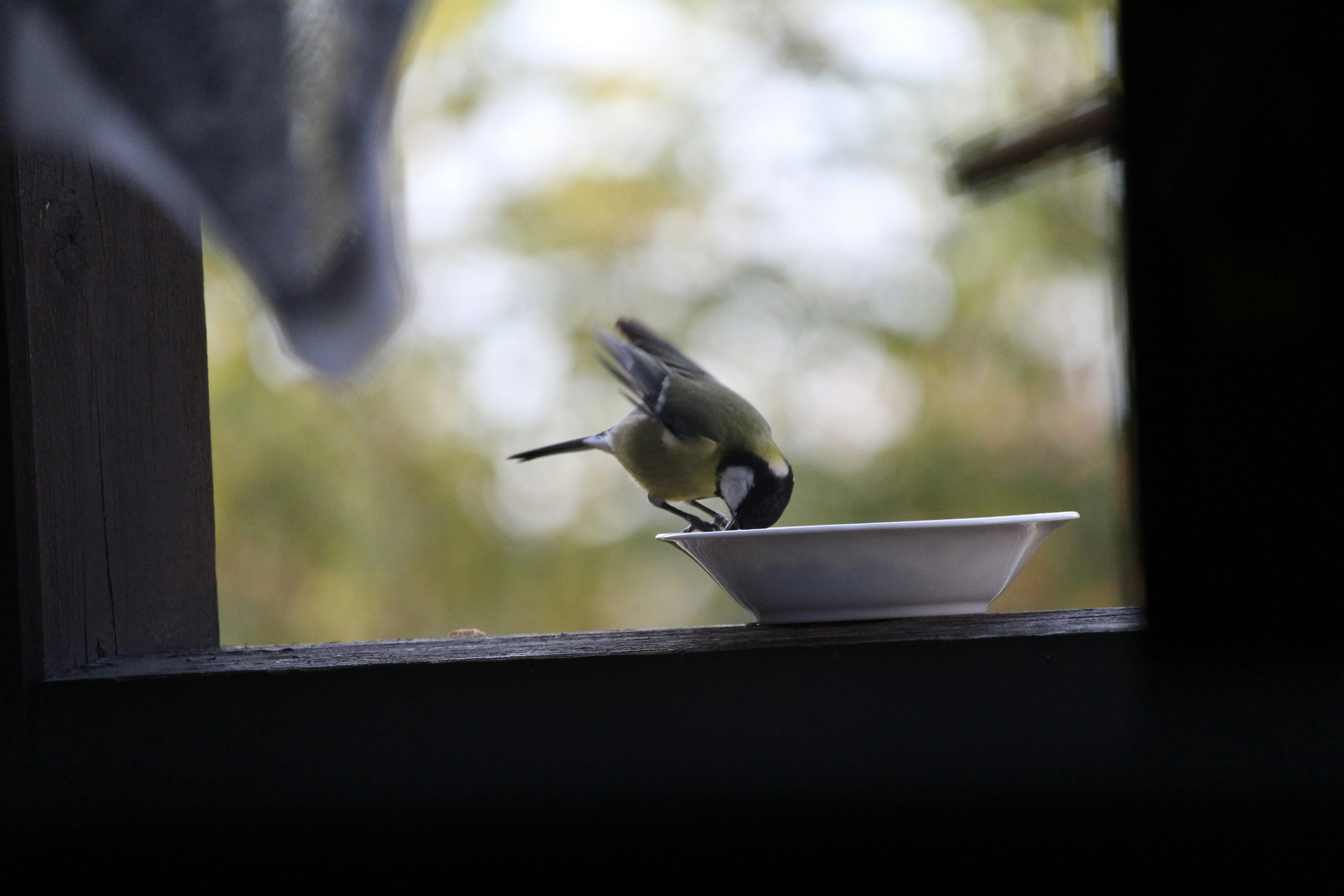 a bird sitting on top of a bowl on a window sill